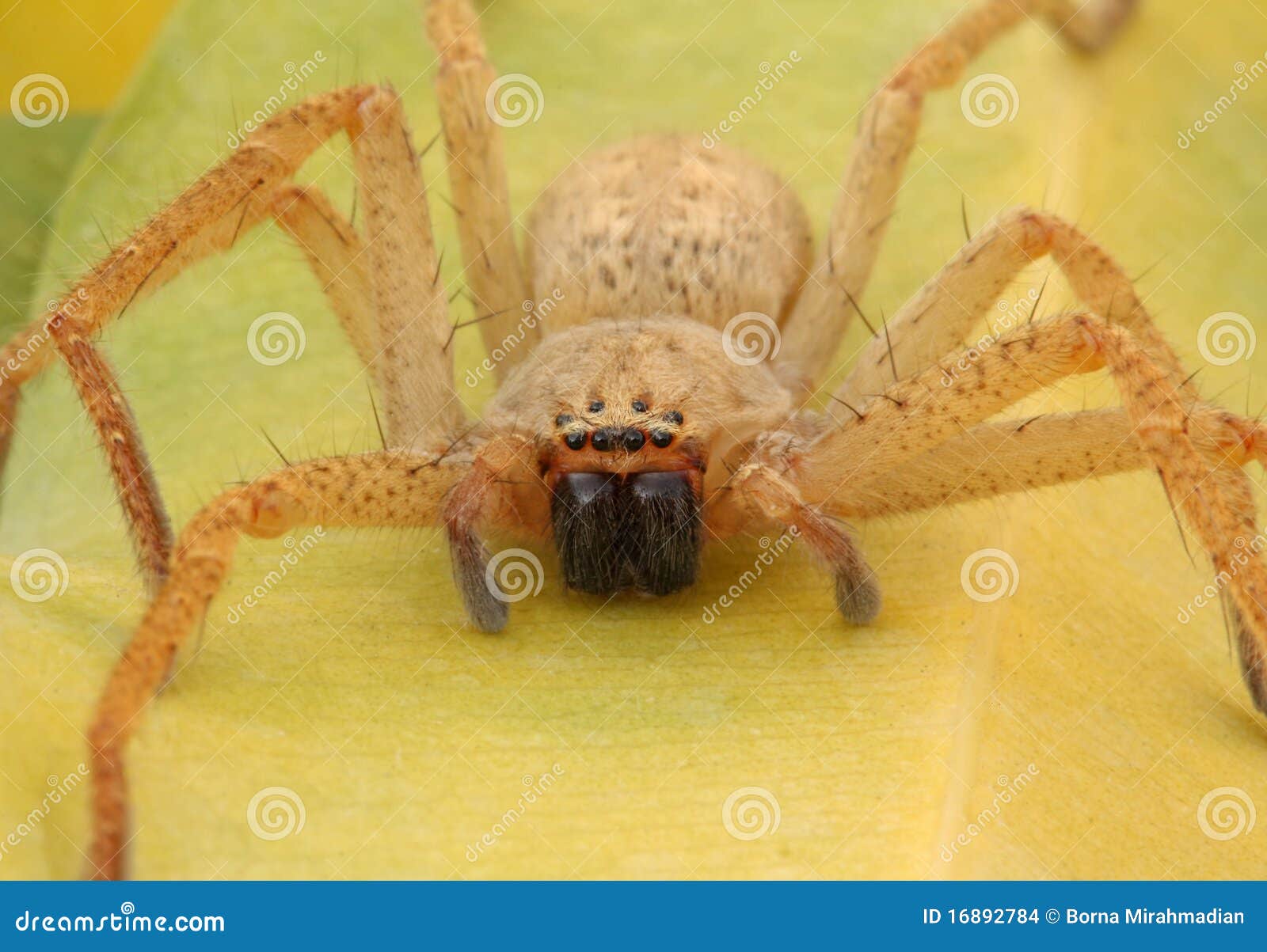 Giant Spider Conch Shell, Lambis Lambis, Marine Gastropod Mollusk ...