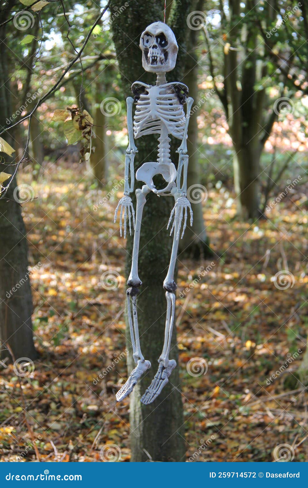 Frightening Skeleton Figure. Stock Photo - Image of body, hung: 259714572