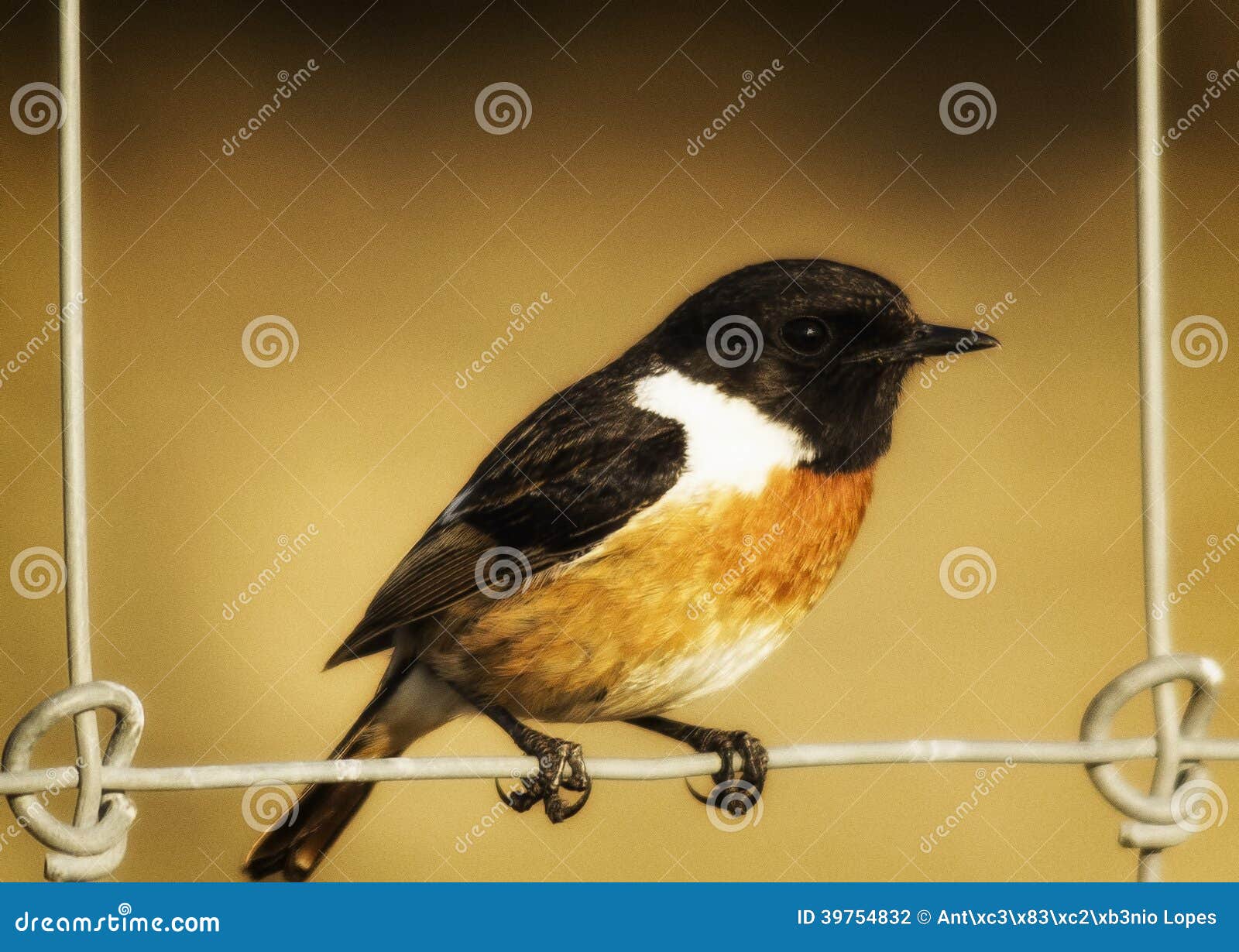 Frihet arkivfoto. Bild av morgon, balans, stillhet, barby - 39754832