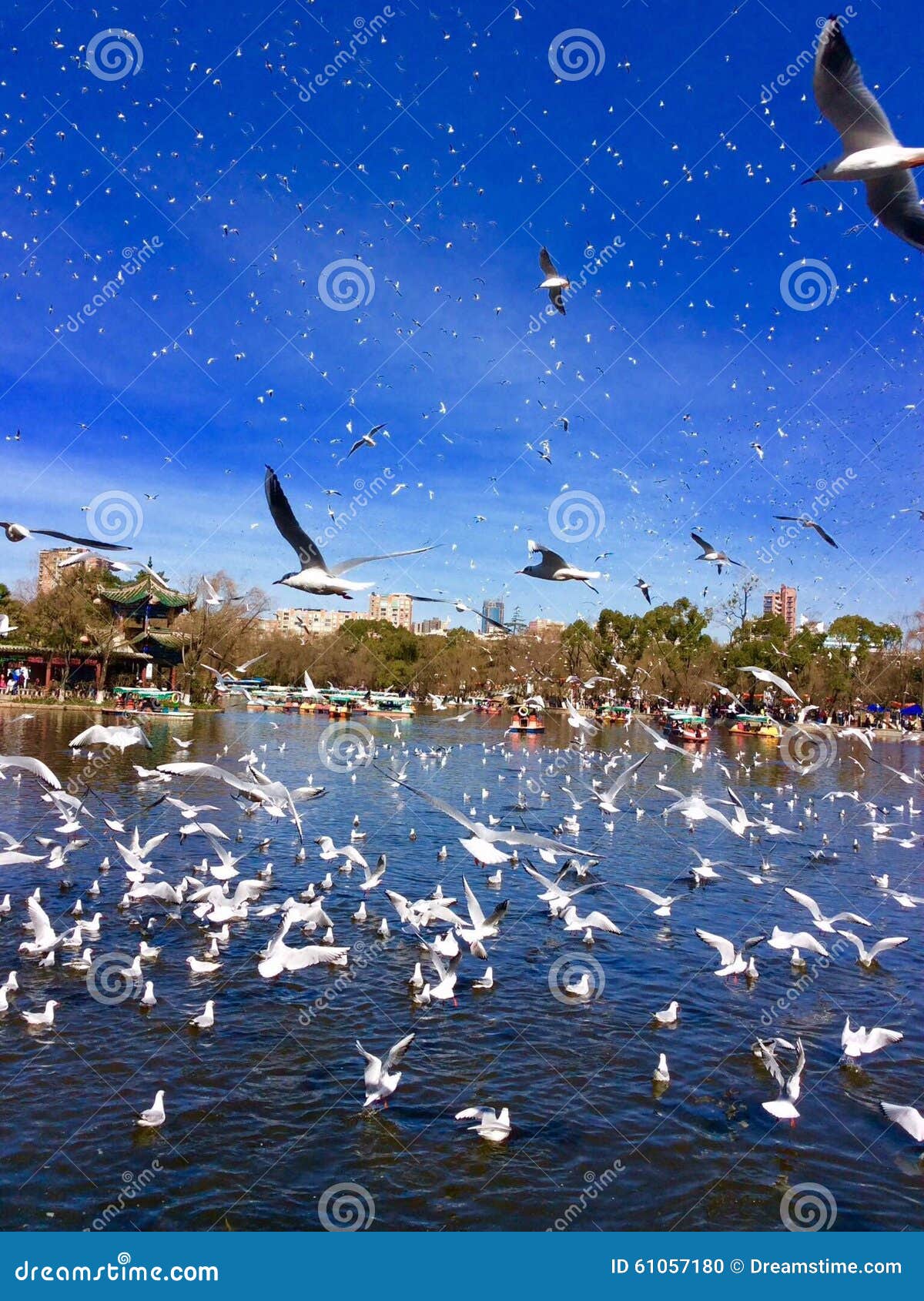 Frihet redaktionell foto. Bild av himmel, frihet - 61057180