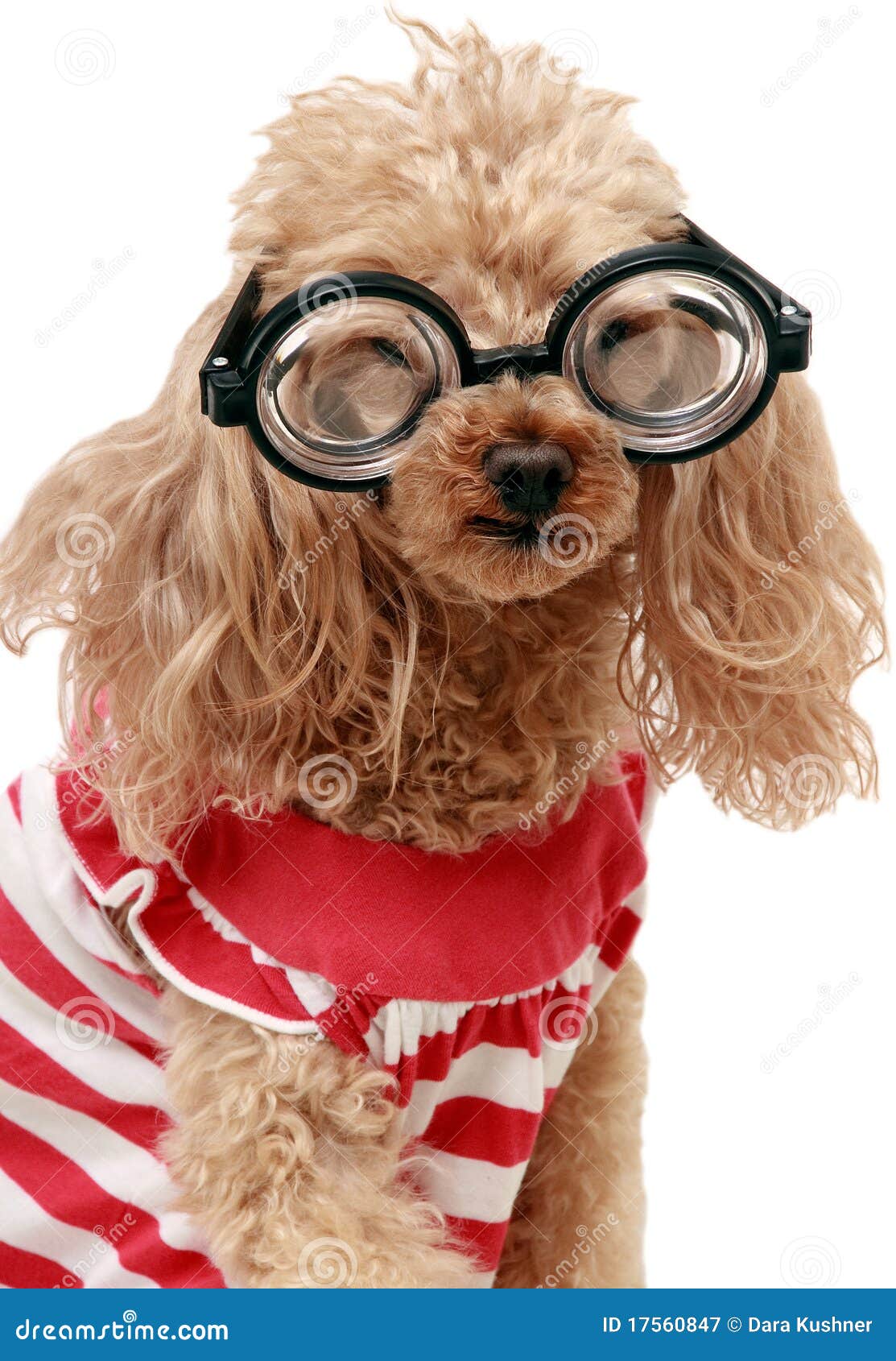 Friki imagen de archivo. Imagen de intelecto, densamente - 17560847