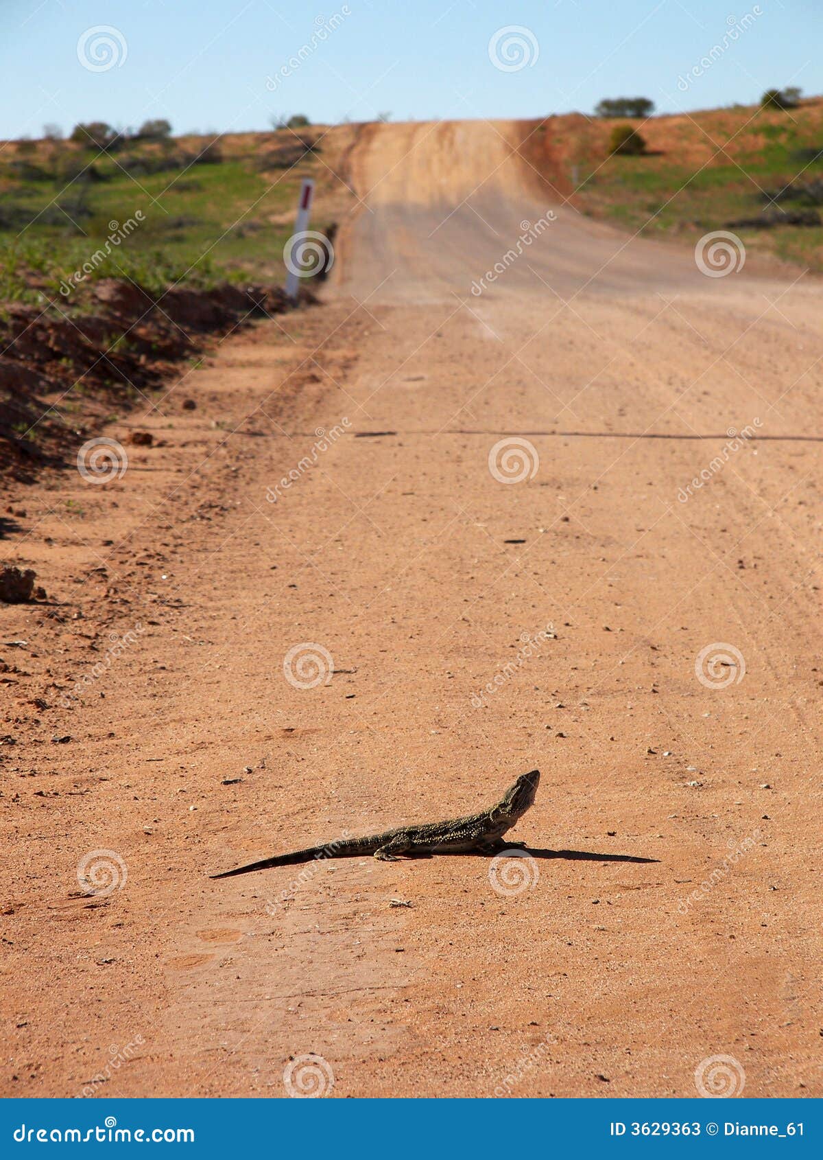 Frill Neck Lizard on Road stock image. Image of lizard - 3629363