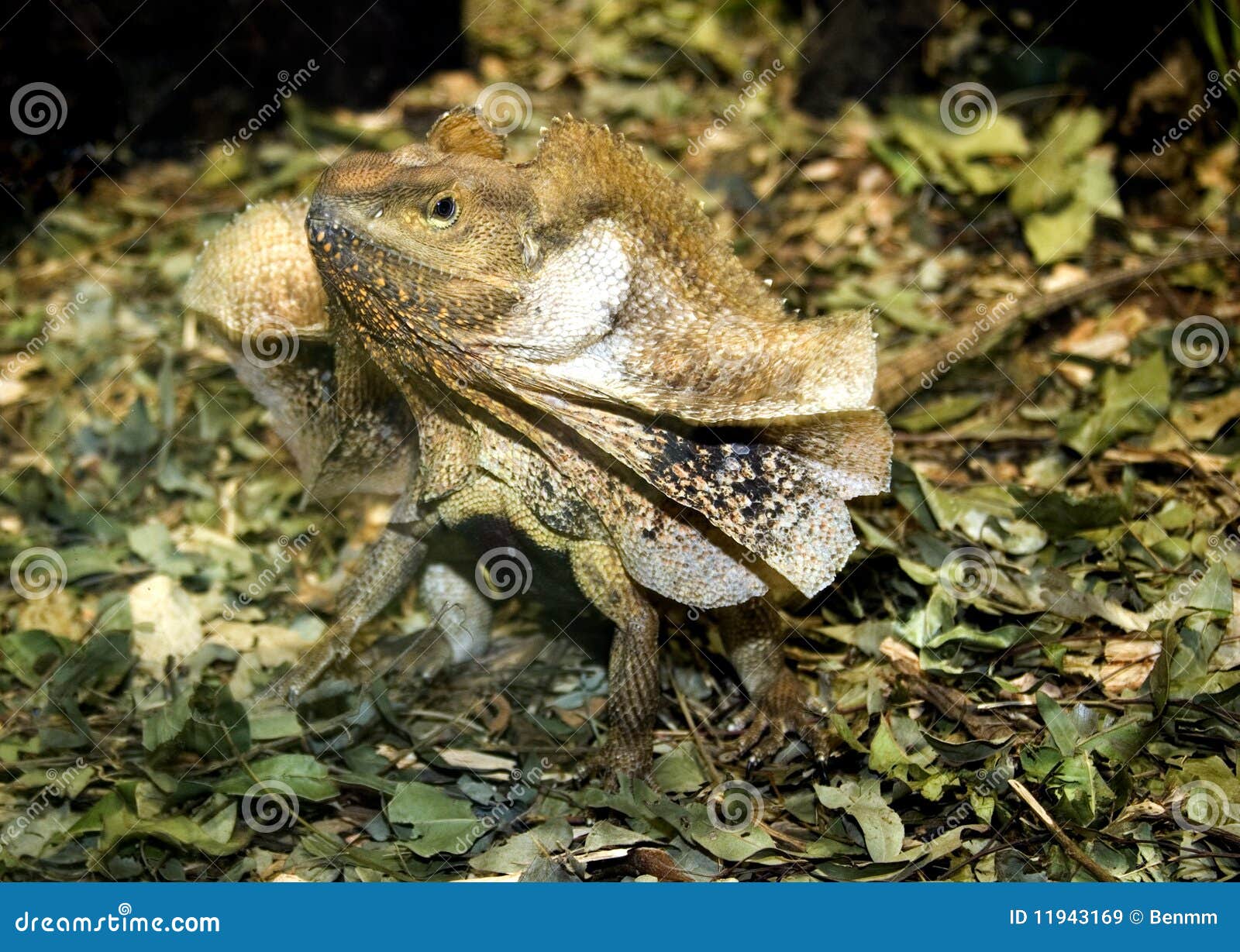 Frill-necked Lizard stock image. Image of neck, exotic - 11943169