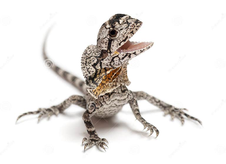 Frill-necked lizard stock photo. Image of necked, full - 22173972