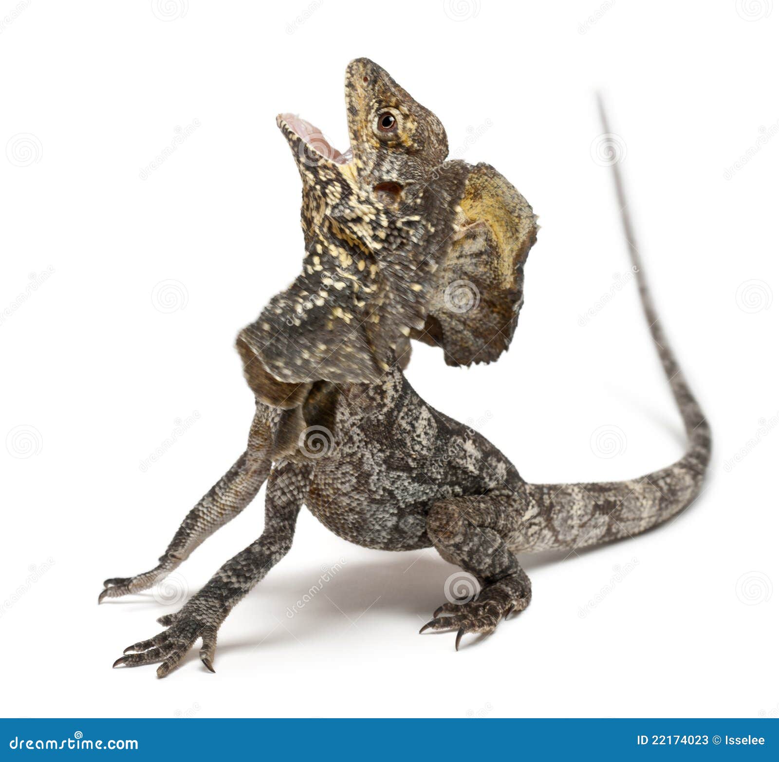 Frill-necked lizard stock image. Image of square, creature - 22174023