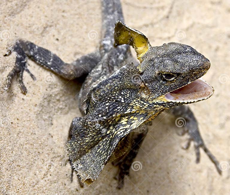 Frill-necked lizard 5 stock photo. Image of claw, environment - 13941496
