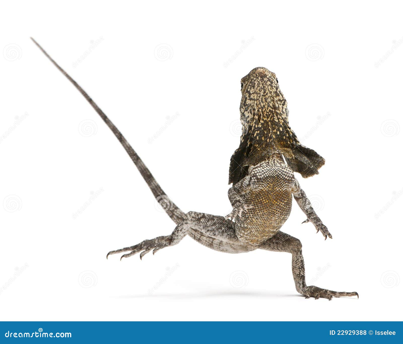 Frill-necked Lizard, Also Known As the Frilled Stock Photo - Image of ...