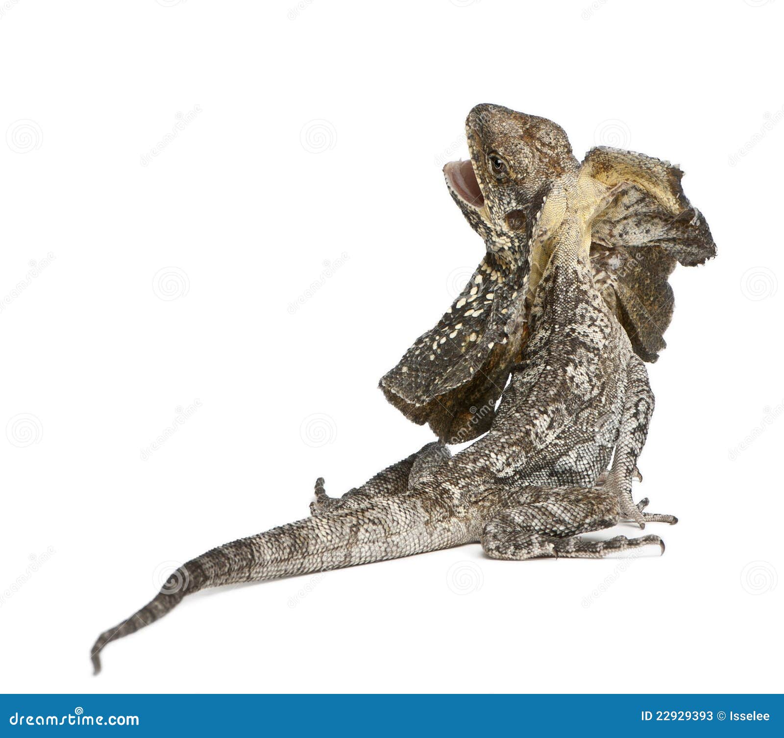 Frill-necked Lizard, Also Known As the Frilled Stock Image - Image of ...