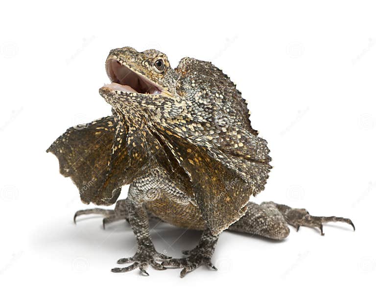 Frill-necked Lizard, Also Known As the Frilled Stock Photo - Image of ...