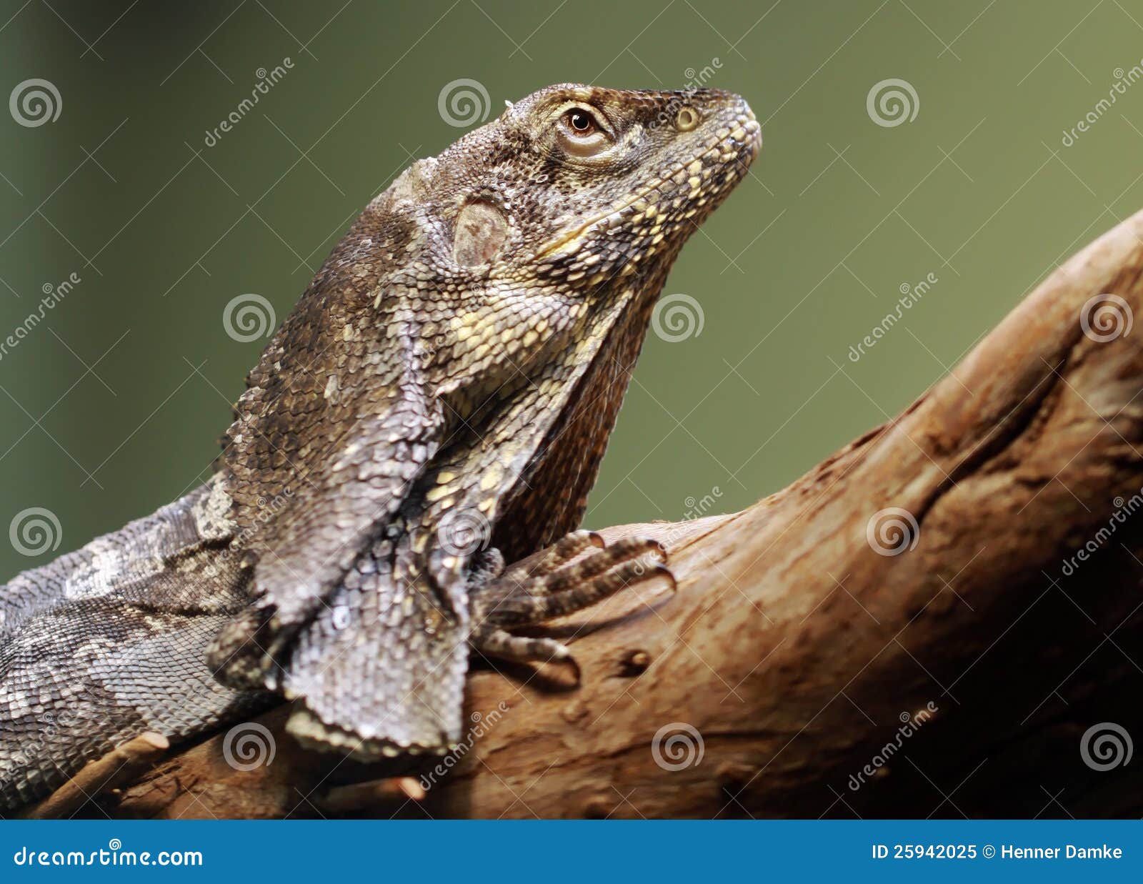 Frill-necked Lizard from Australia Stock Image - Image of frill ...