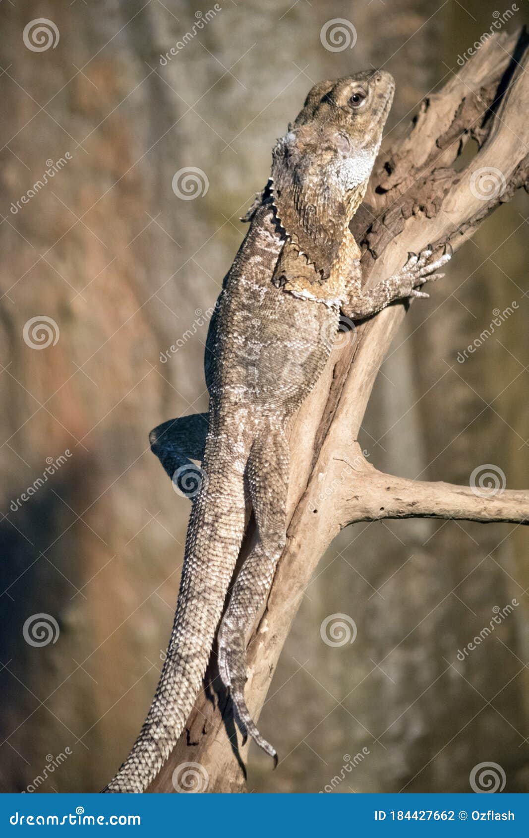 This is a Side View of a Frill Neck Lizard Stock Photo - Image of rock ...