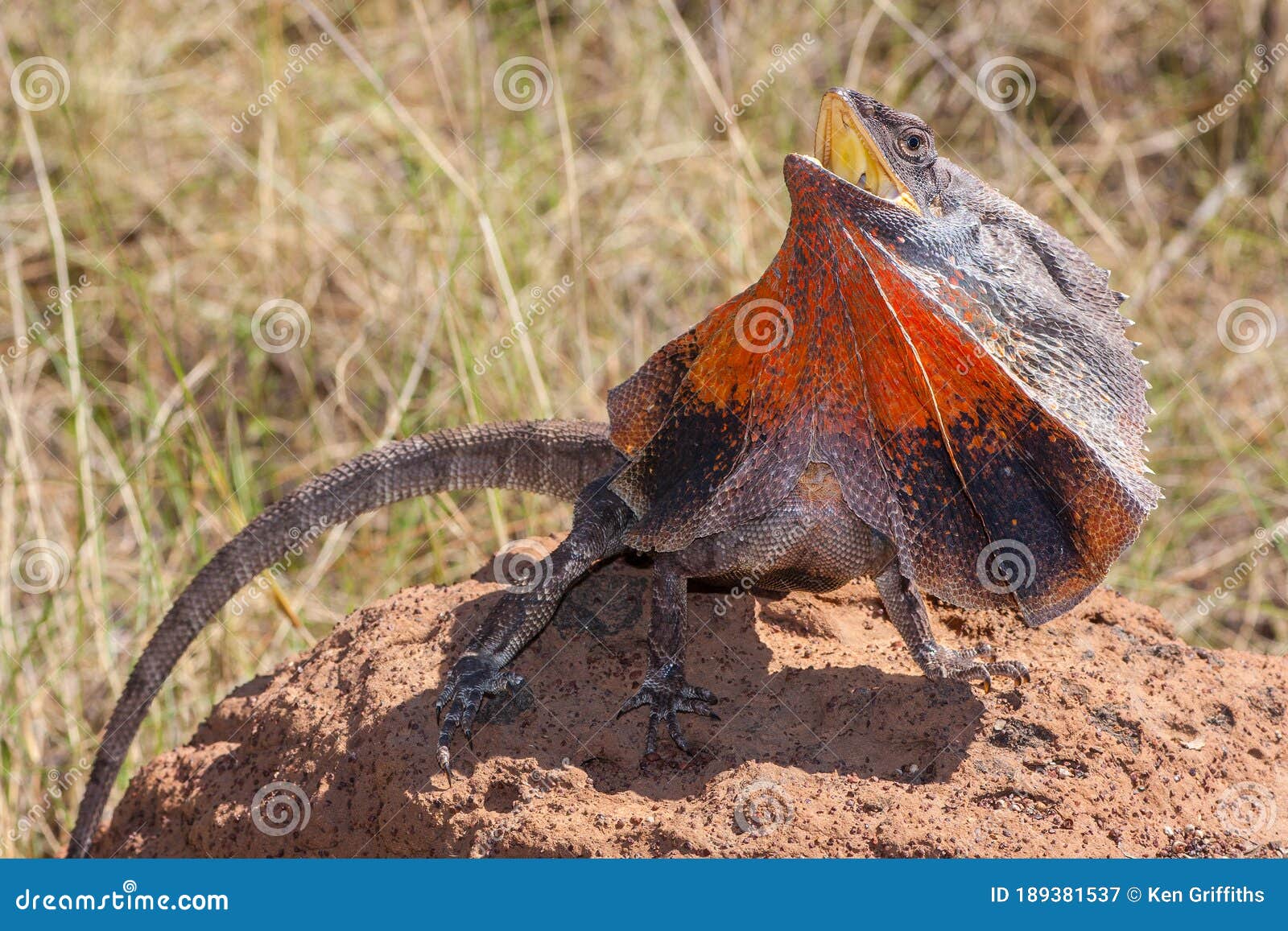 Frill-necked Lizard stock image. Image of frillnecked - 189381537