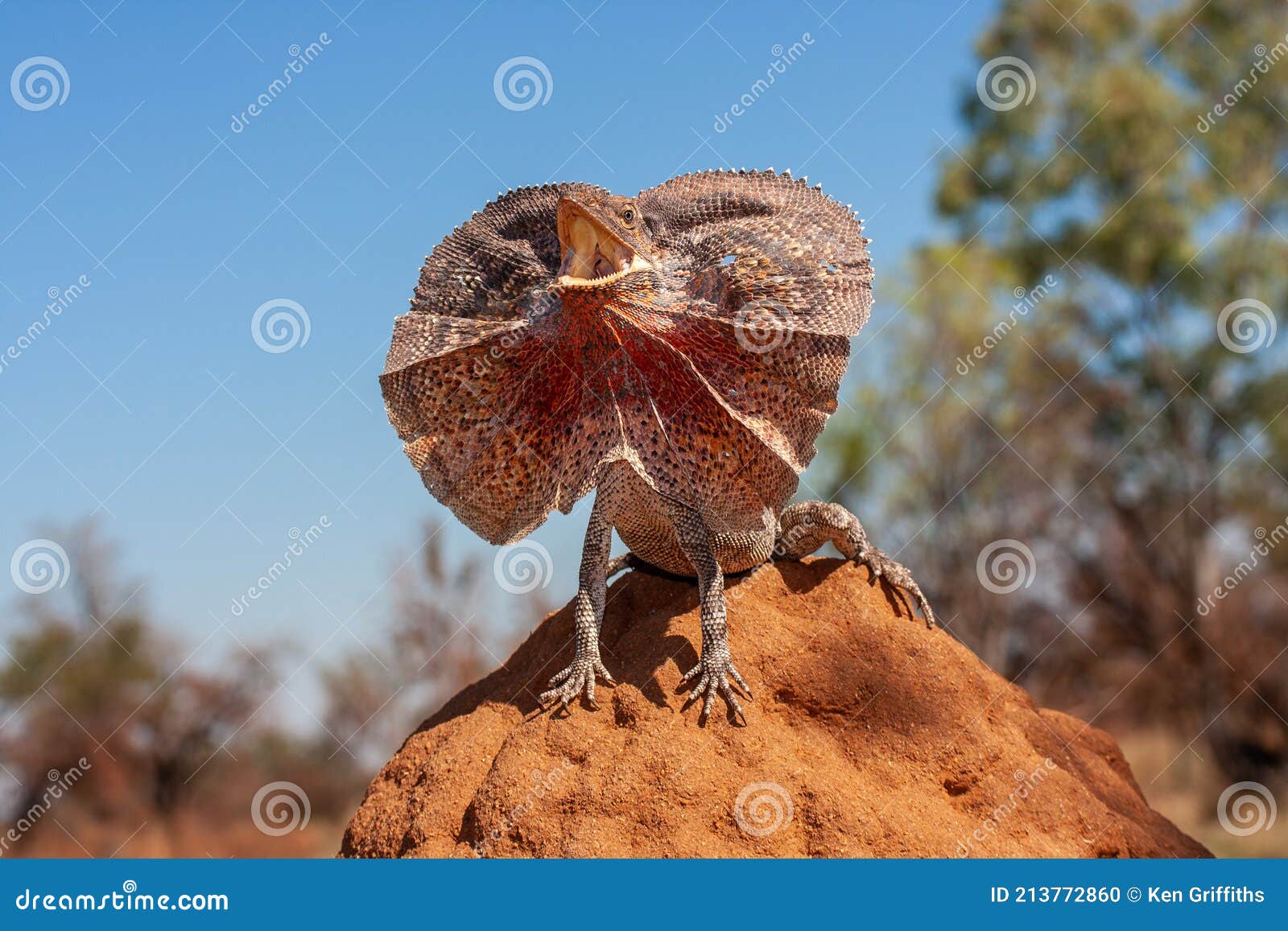 Frill-necked Lizard stock photo. Image of australia - 213772860