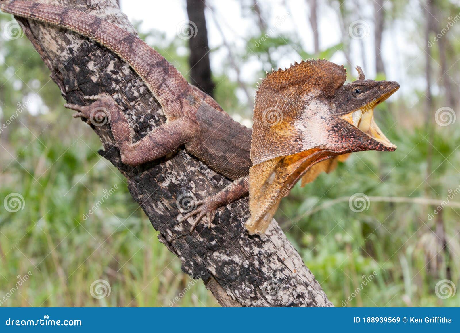 Frilled Lizard Standing