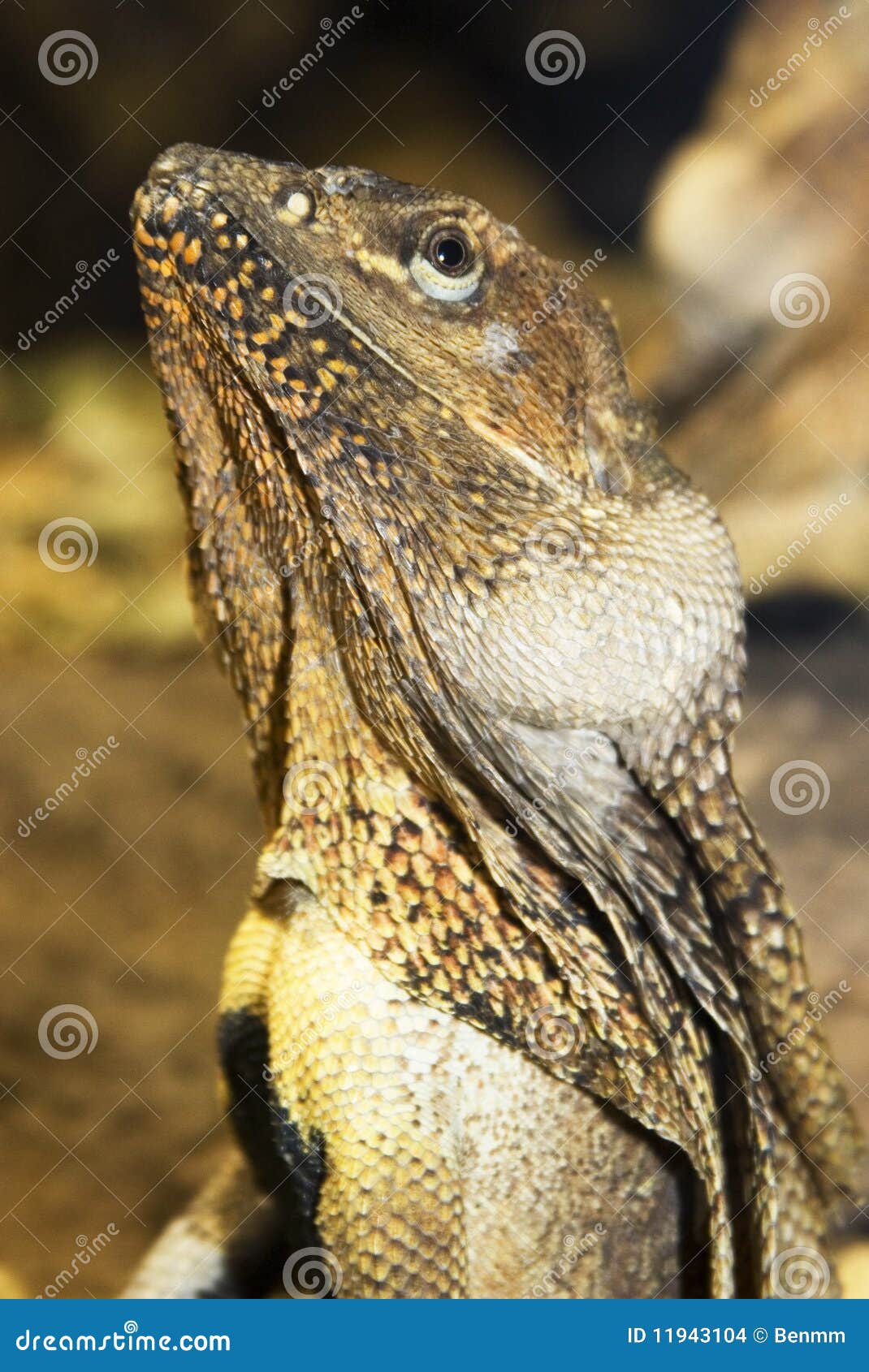 Frill-necked Lizard Profile Stock Photo - Image of darwin, animal: 11943104