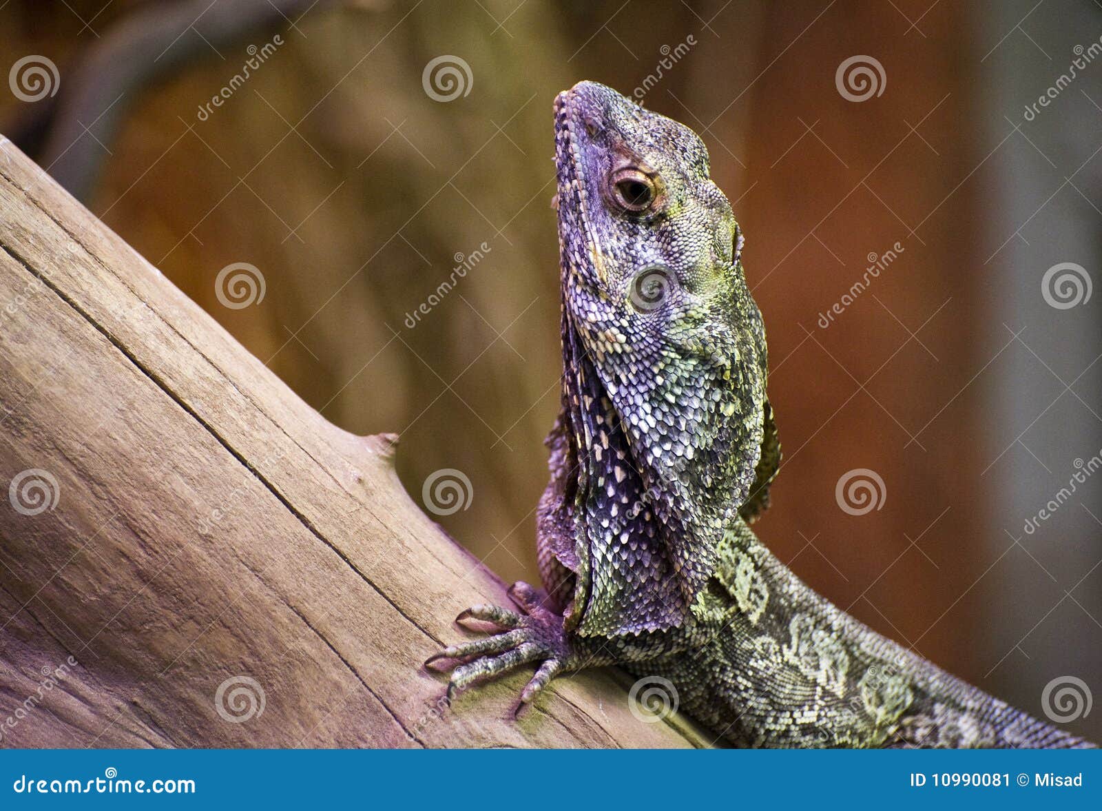 Frilled Dragon stock image. Image of dragon, sampled - 10990081