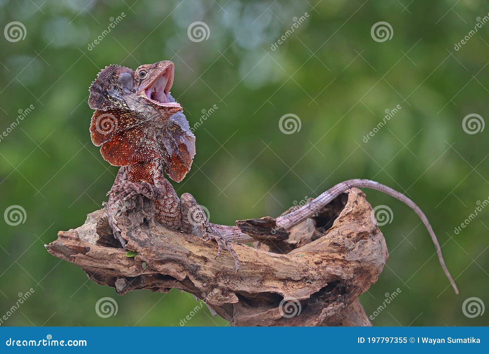 A Frilled Dragon Chlamydosaurus Kingii is Developing an Umbrella-shaped ...