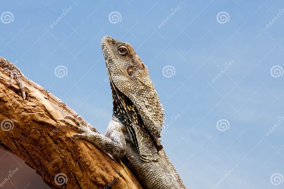 Frilled Dragon Closeup stock image. Image of nature, reptile - 22926765