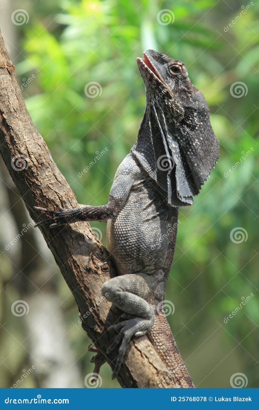 Frilled lizard stock photo. Image of necked, nature, lizard - 25768078