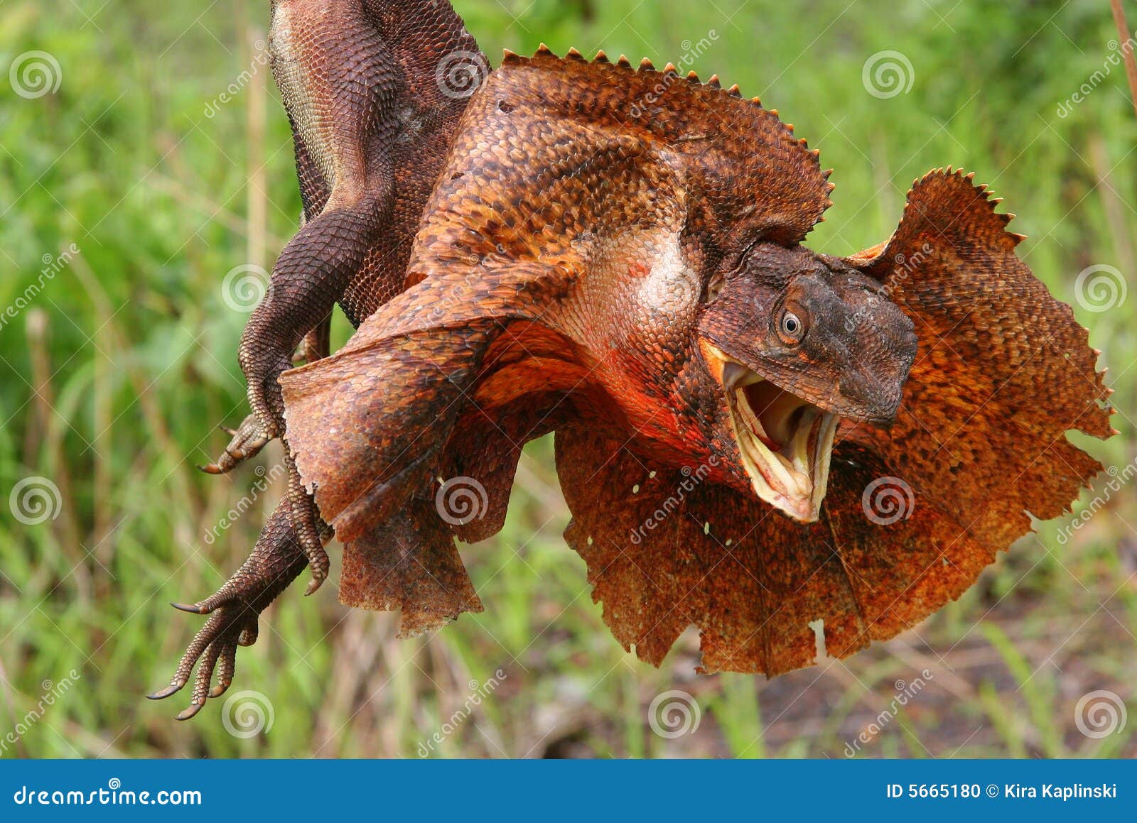 Frilled Lizard stock photo. Image of pets, ugliness, australia - 5665180