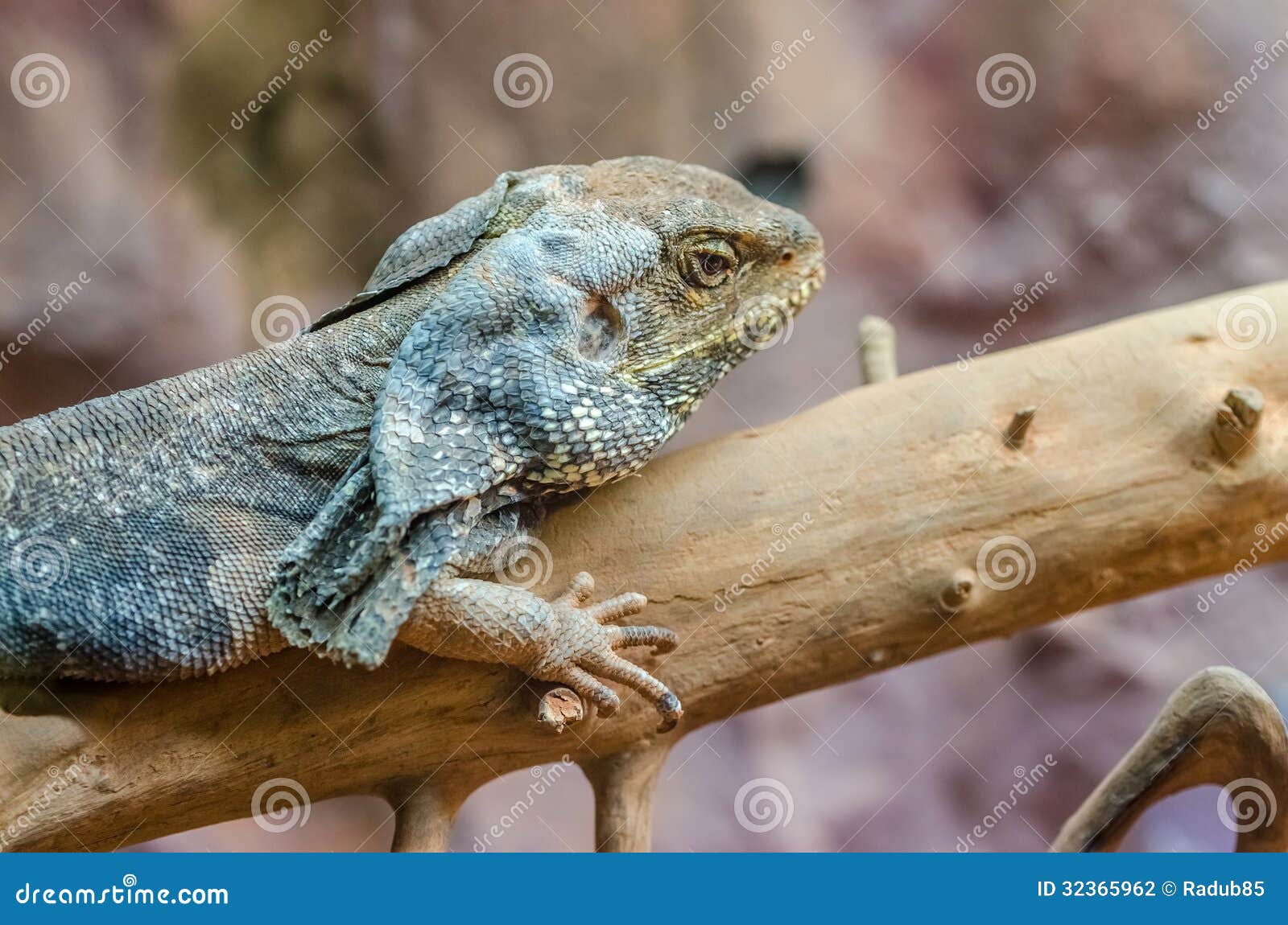 Frilled Lizard stock photo. Image of frillnecked, exotic - 32365962