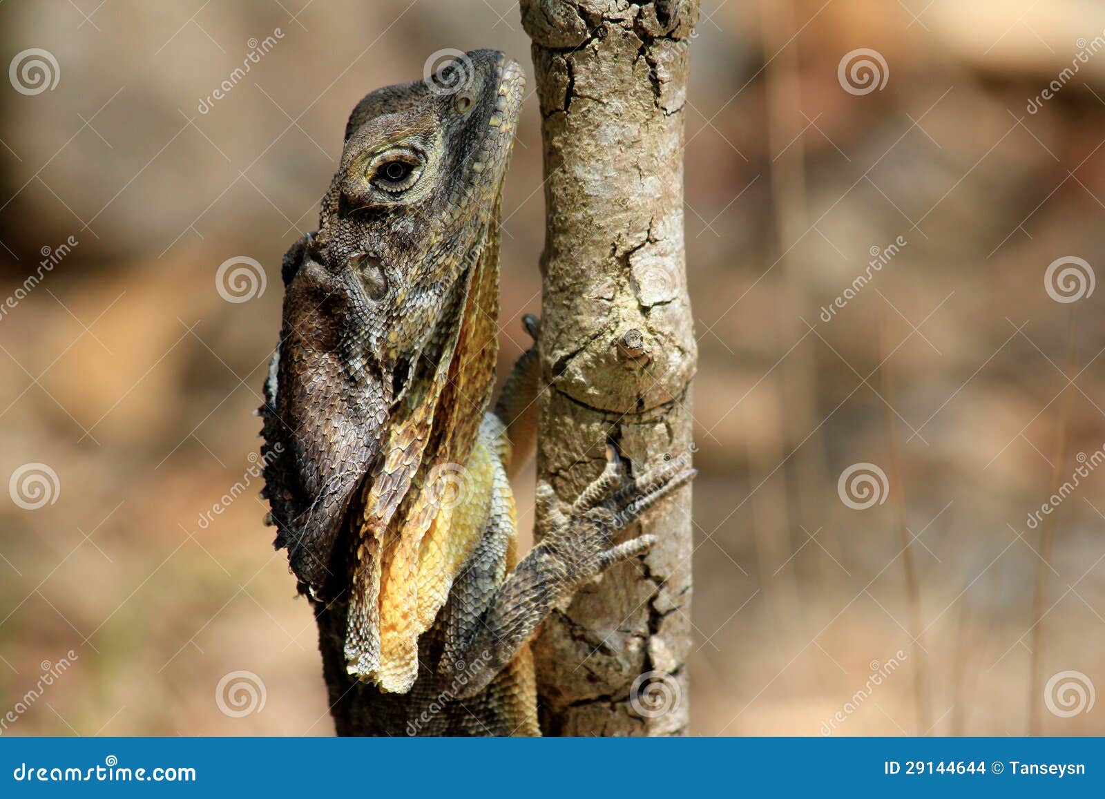 Frilled Lizard Side Profile Stock Photo - Image of chlamydosaurus ...