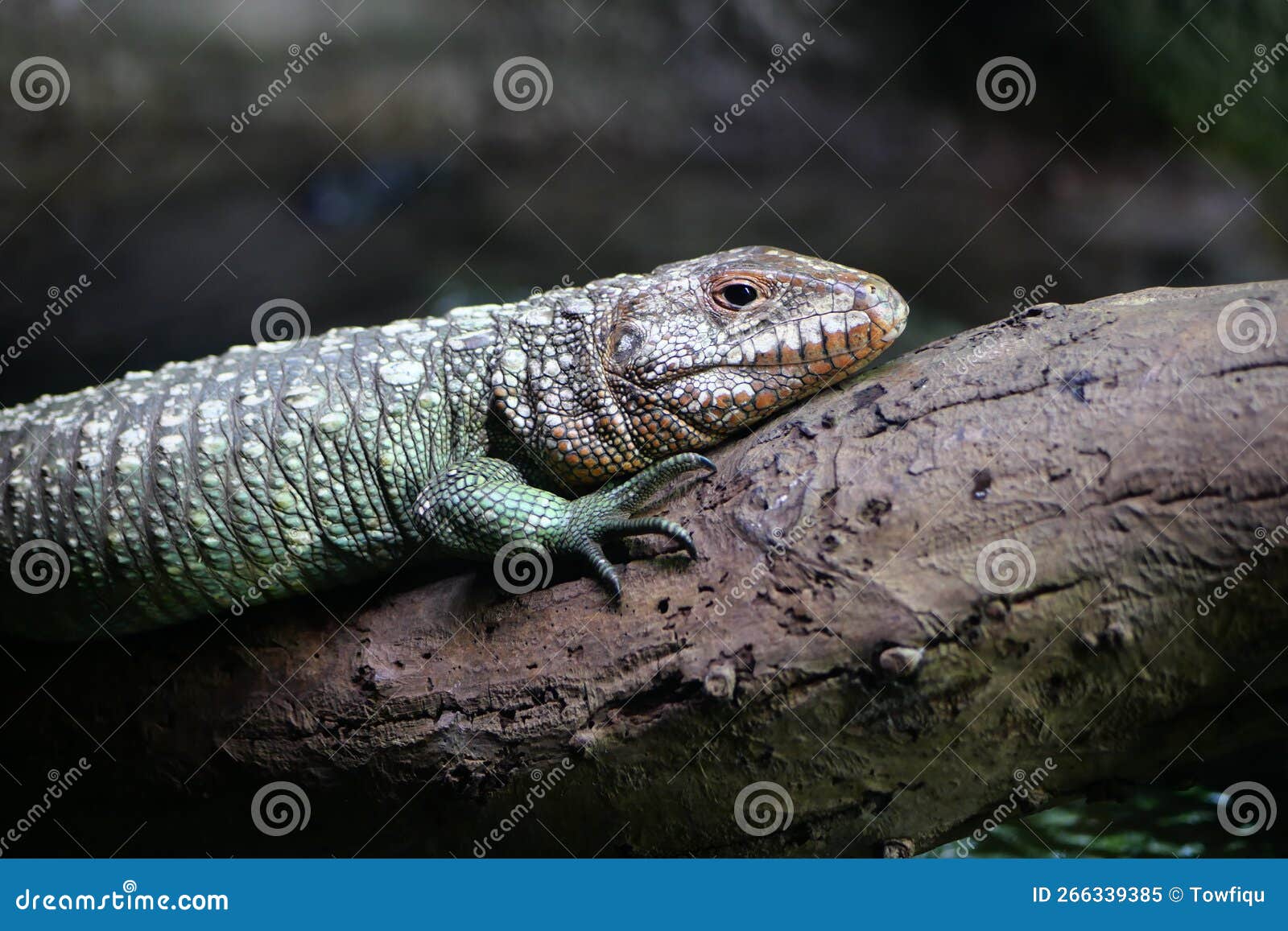 A Frilled Lizard Sitting on a Log. Stock Image - Image of kingii ...