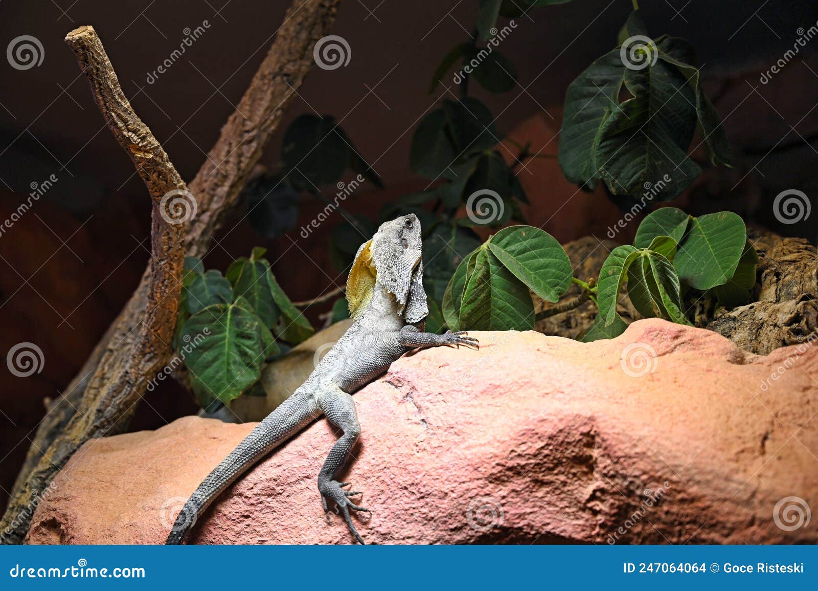 Frilled Lizard Stands on a Stone Stock Photo - Image of colorful, frill ...