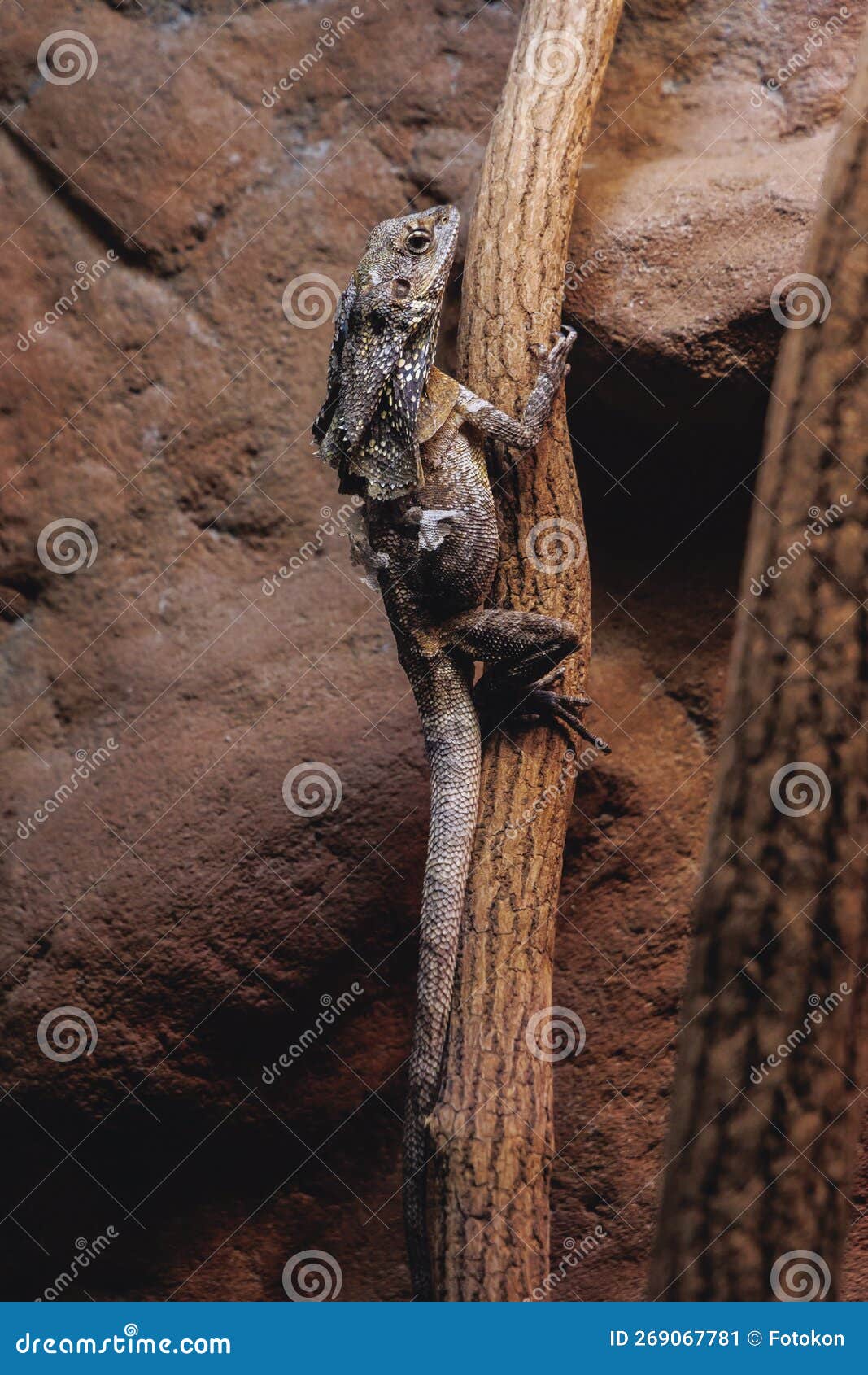 Frilled Lizard in Terrarium Stock Image - Image of lizard ...