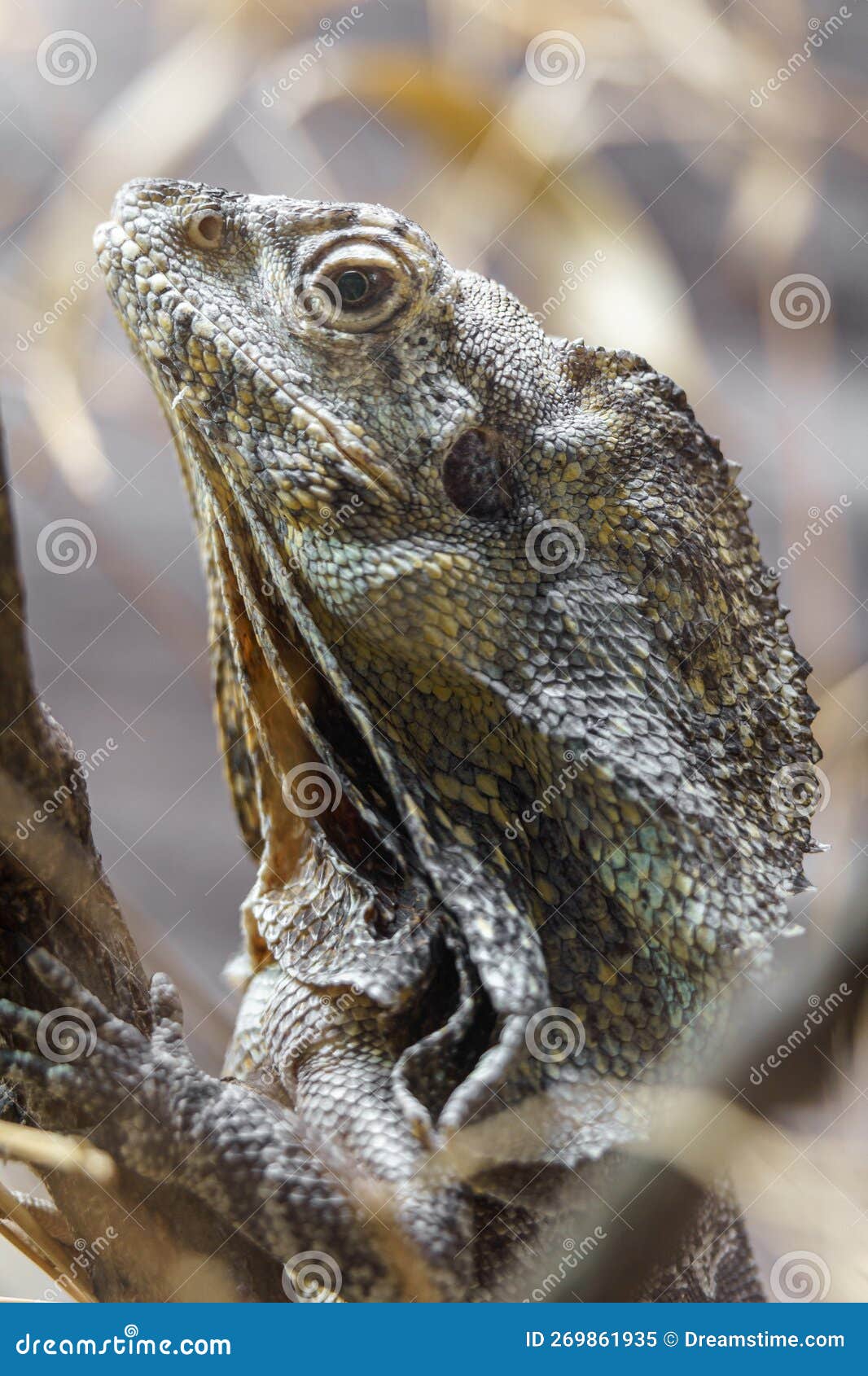 The frilled lizard stock image. Image of head, creature - 269861935