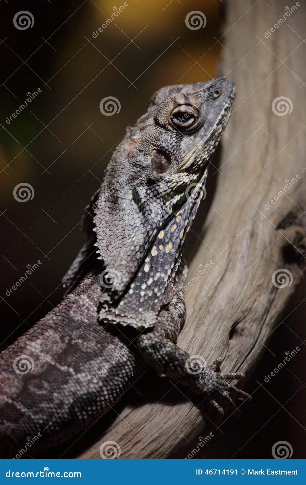 Frilled-neck Lizard (Chlamydosaurus Kingii) Stock Image - Image of wild ...