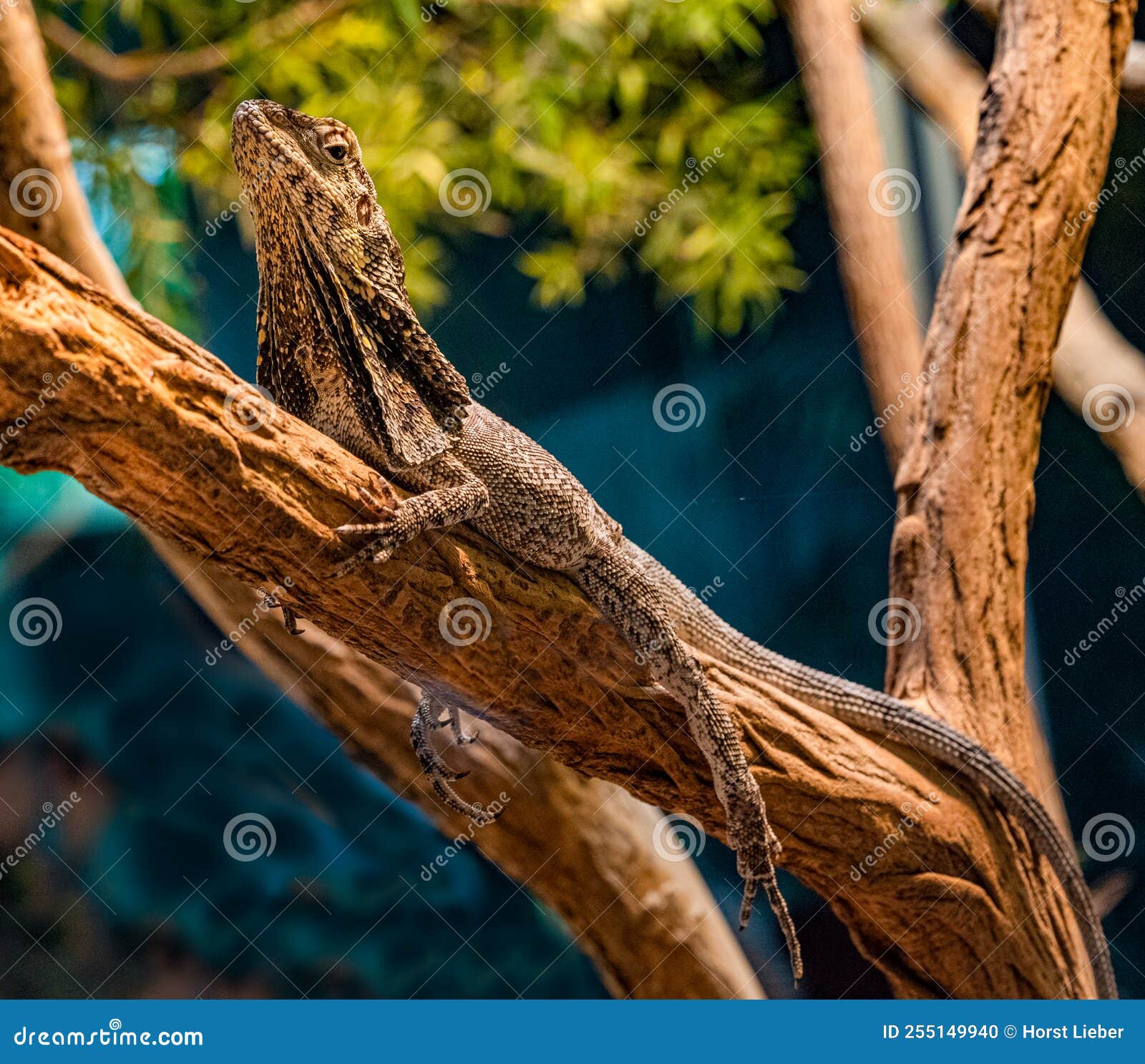 Frilled Neck Lizard on a Tree Branch Stock Photo - Image of horizontal ...