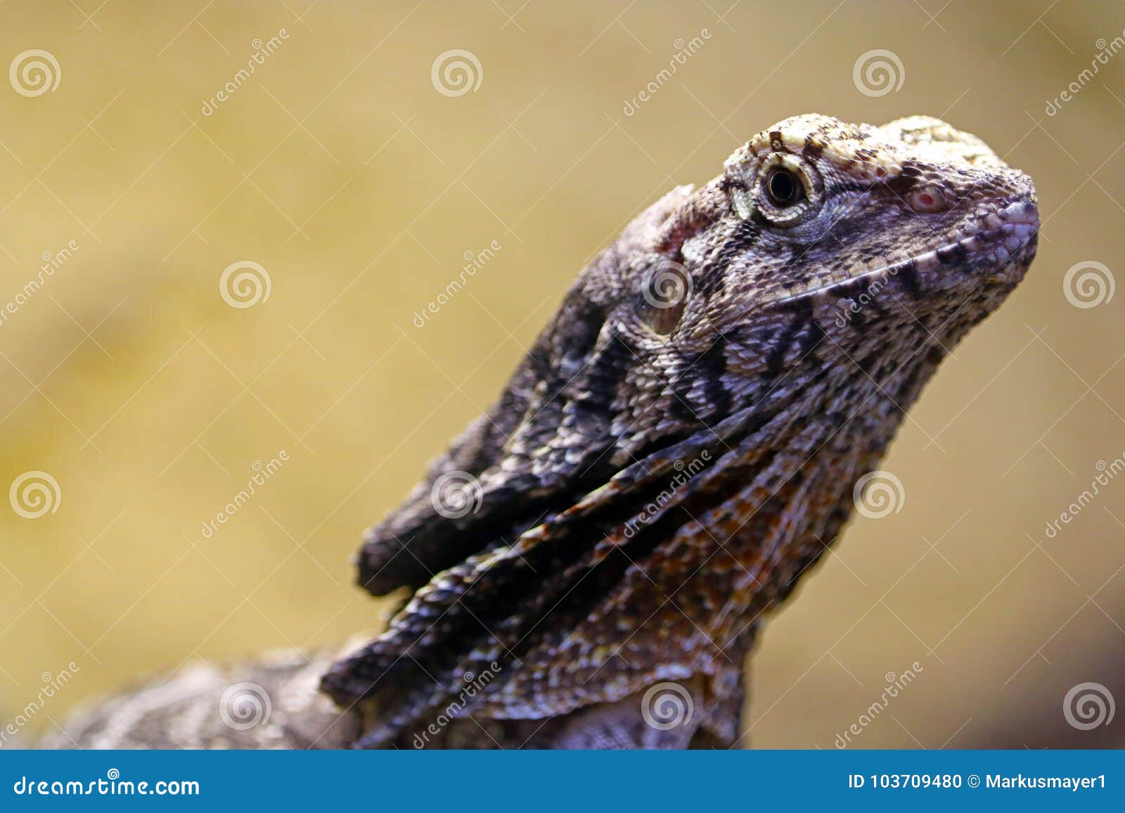 Head of a Frilled-necked Lizard Dragon Looking Upwards Stock Photo ...