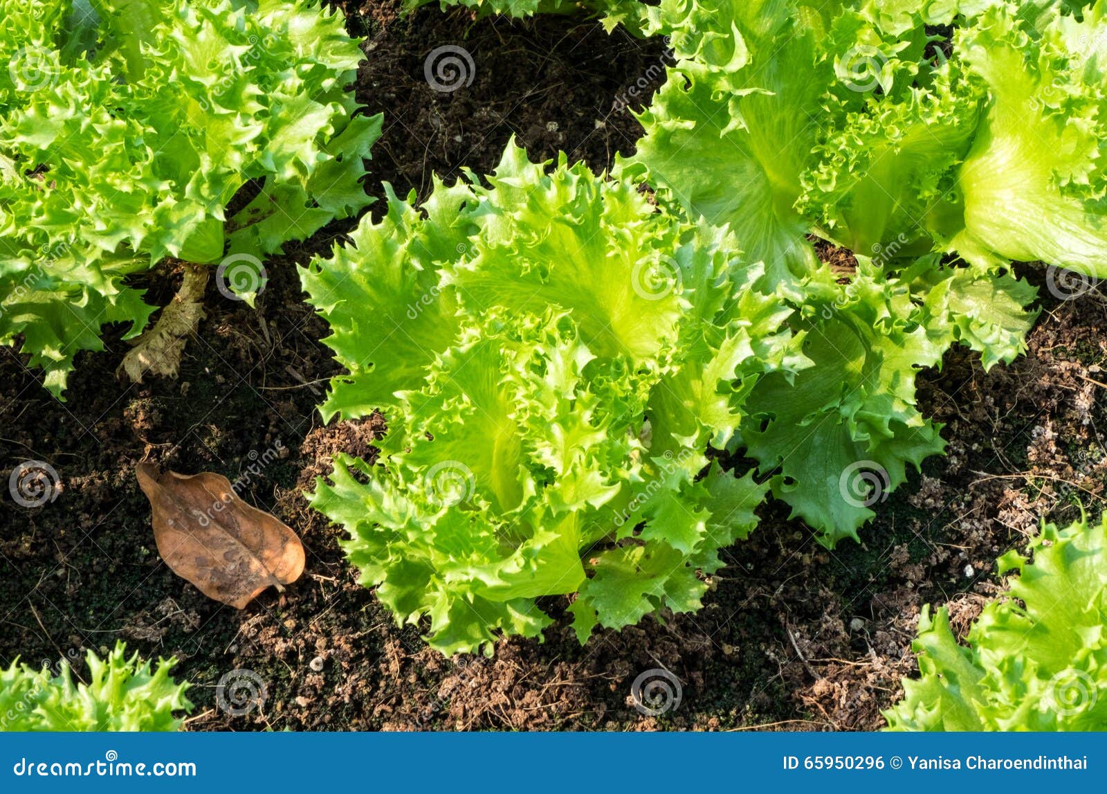 Frillice Iceberg Vegetable Plantation Stock Photo - Image of ...