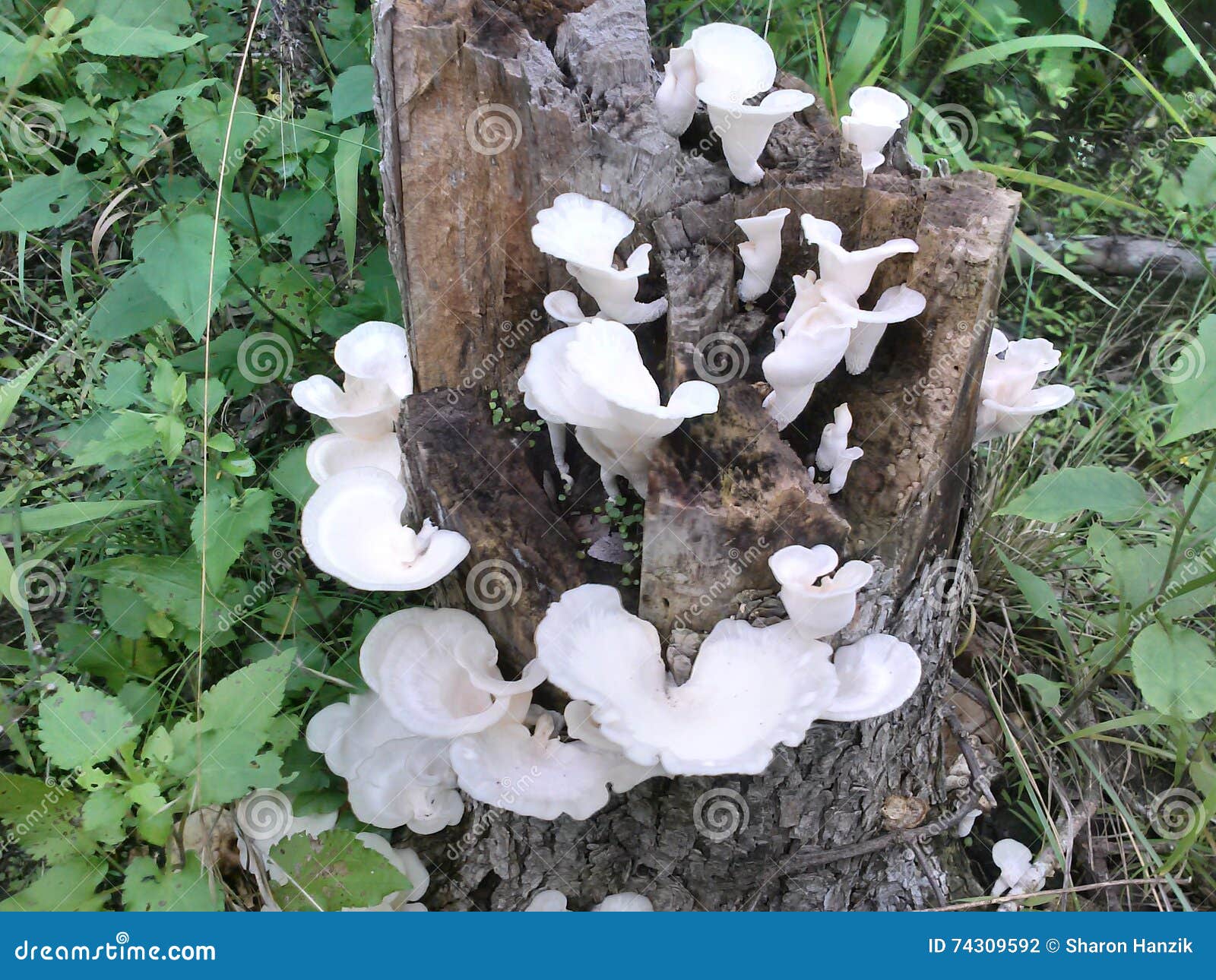 Frilly Fungus stock photo. Image of forest, stump, decomposers - 74309592