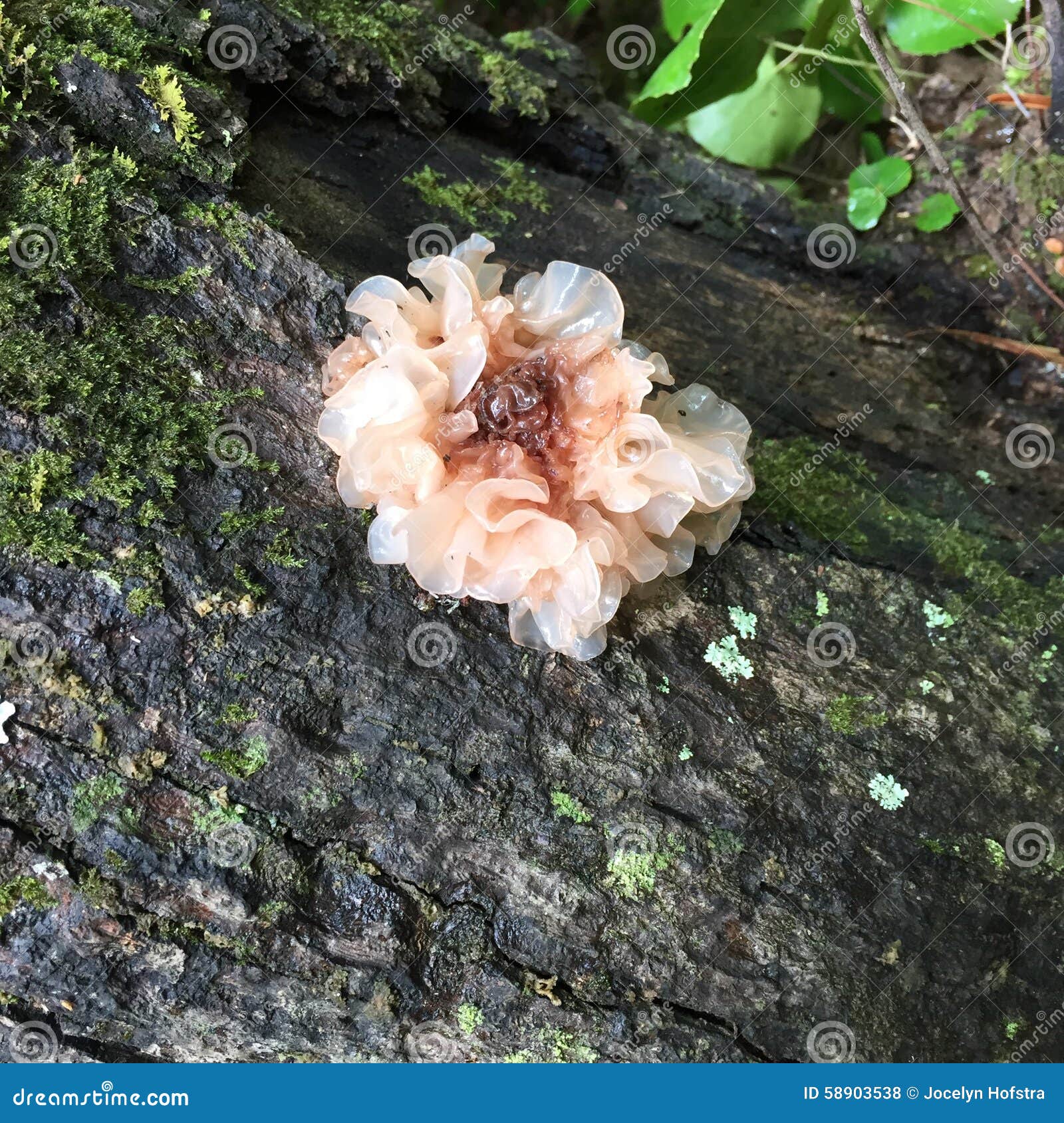 Frilly fungus stock photo. Image of mushrooms, frilly - 58903538