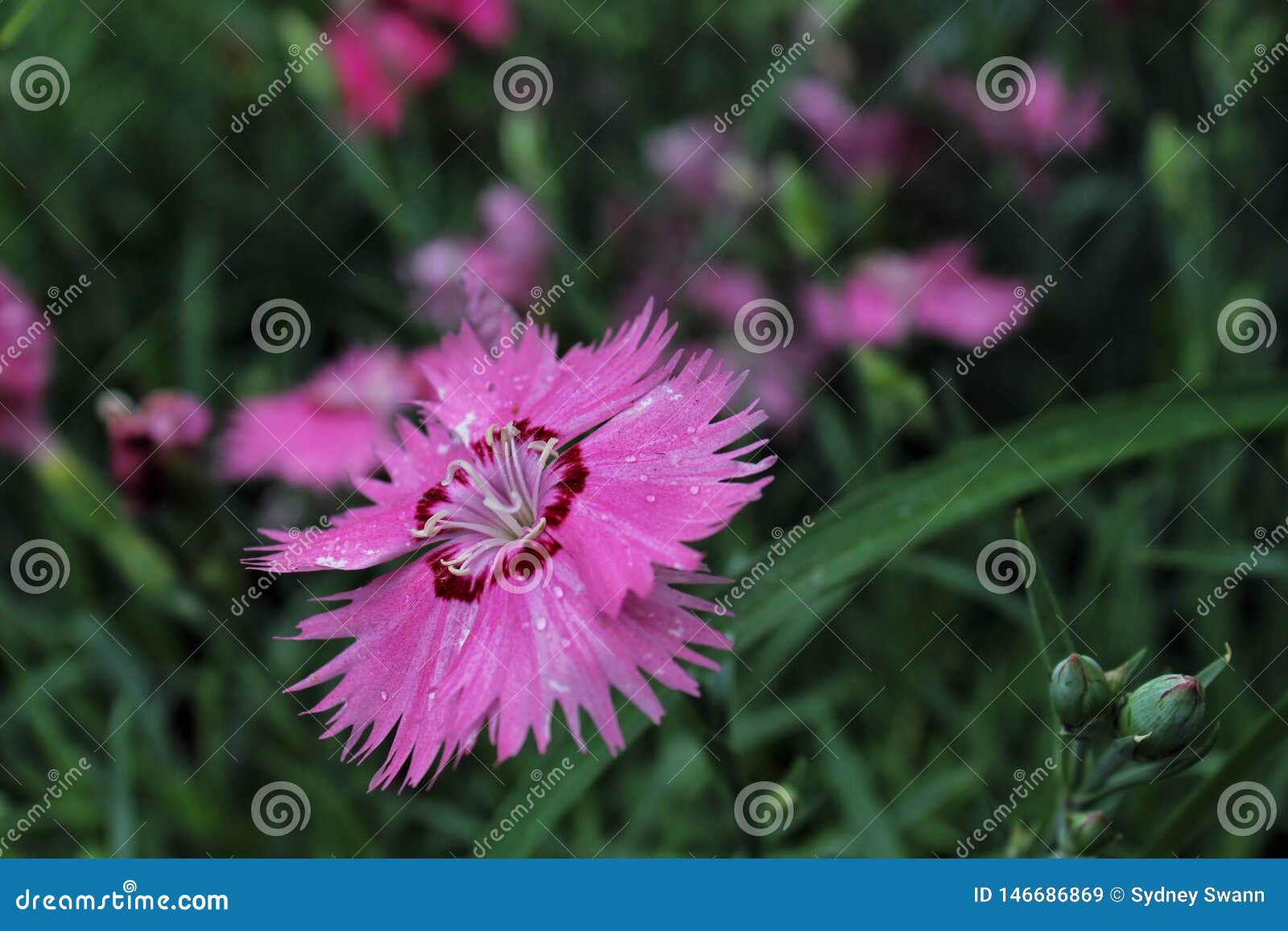 Frilly pink stock image. Image of dianthus, macro, spring - 146686869