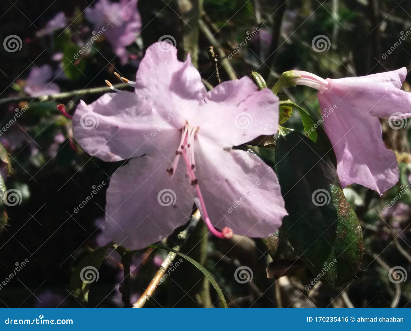 Frilly Pink stock photo. Image of garden, pink, flower - 170235416