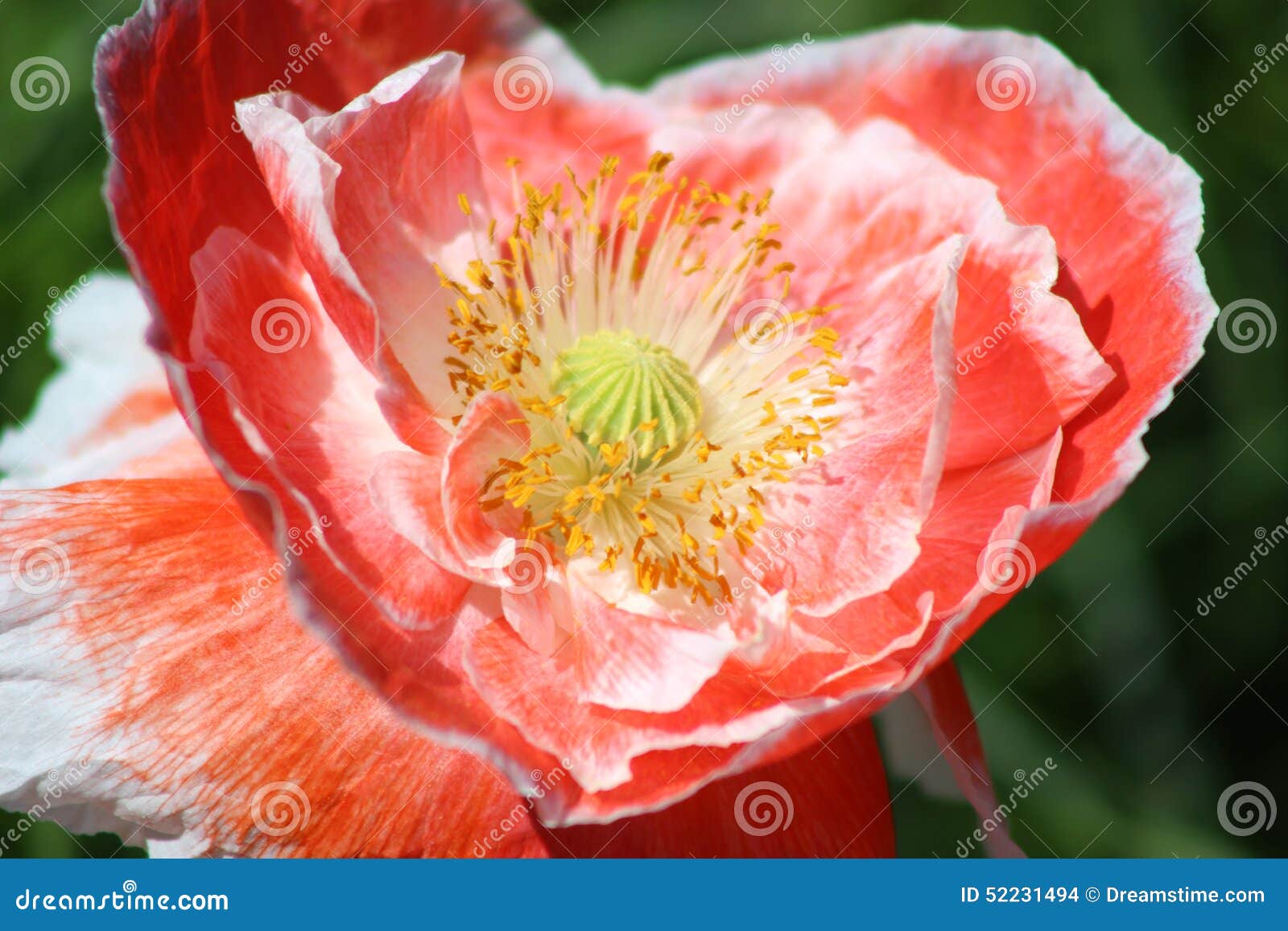 Frilly poppy stock photo. Image of yellow, poppy, garden - 52231494
