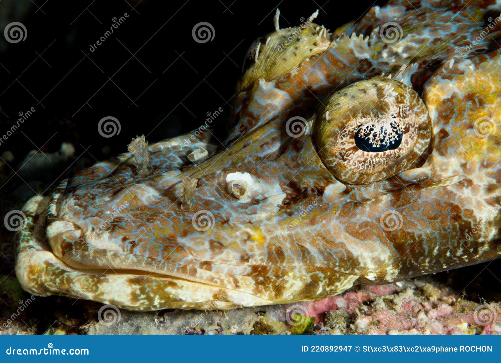 Fringe-eyed Crcodile Flathead Fish Stock Image - Image of sorong ...