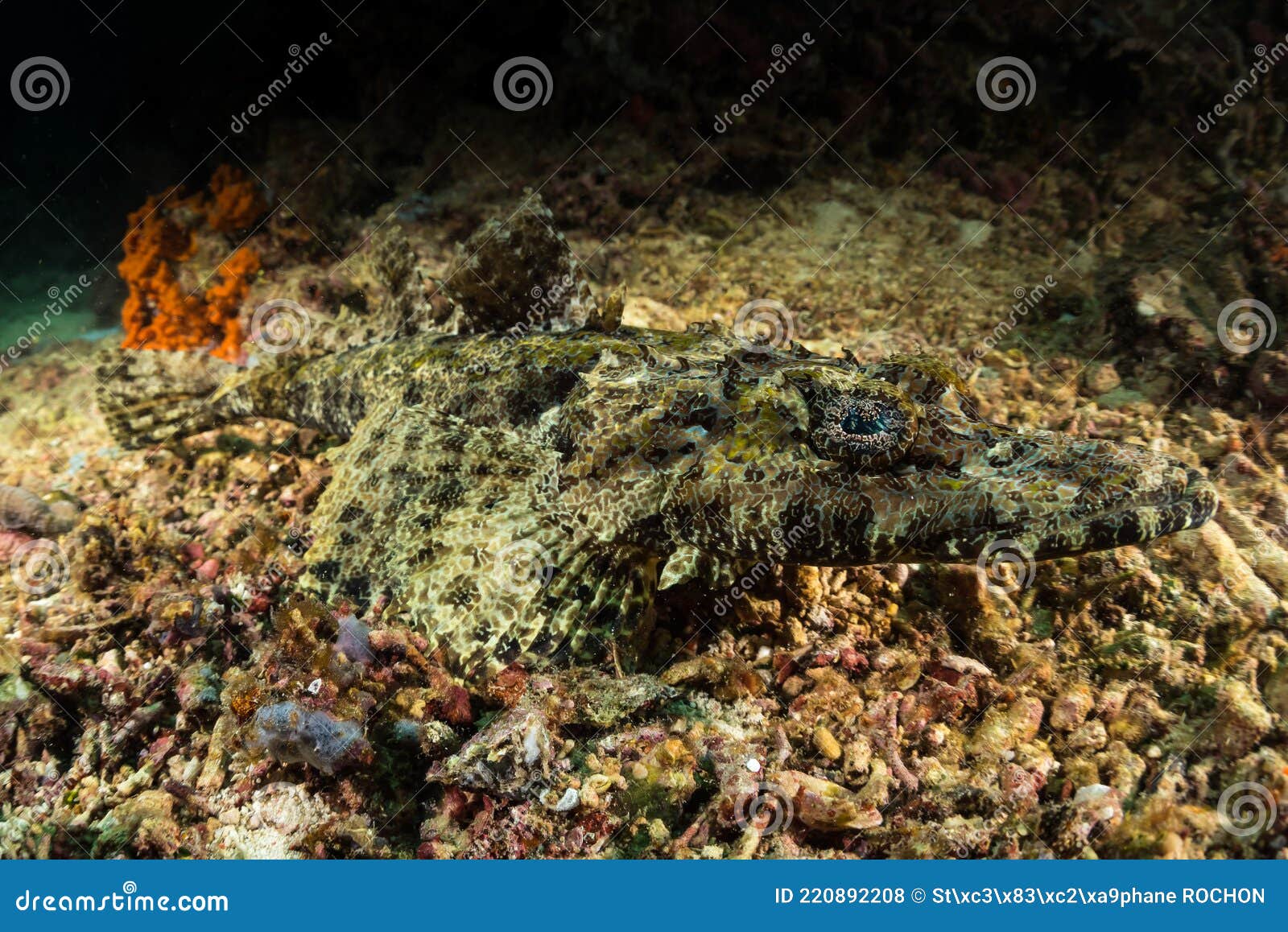 Fringe-eyed Flathead Crocodile Fish Stock Photo - Image of closeup ...