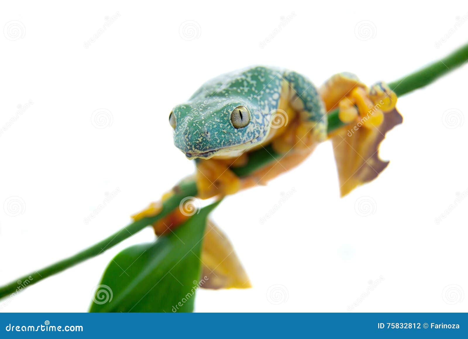 The Fringe Tree Frog on White Stock Photo - Image of tree, south: 75832812
