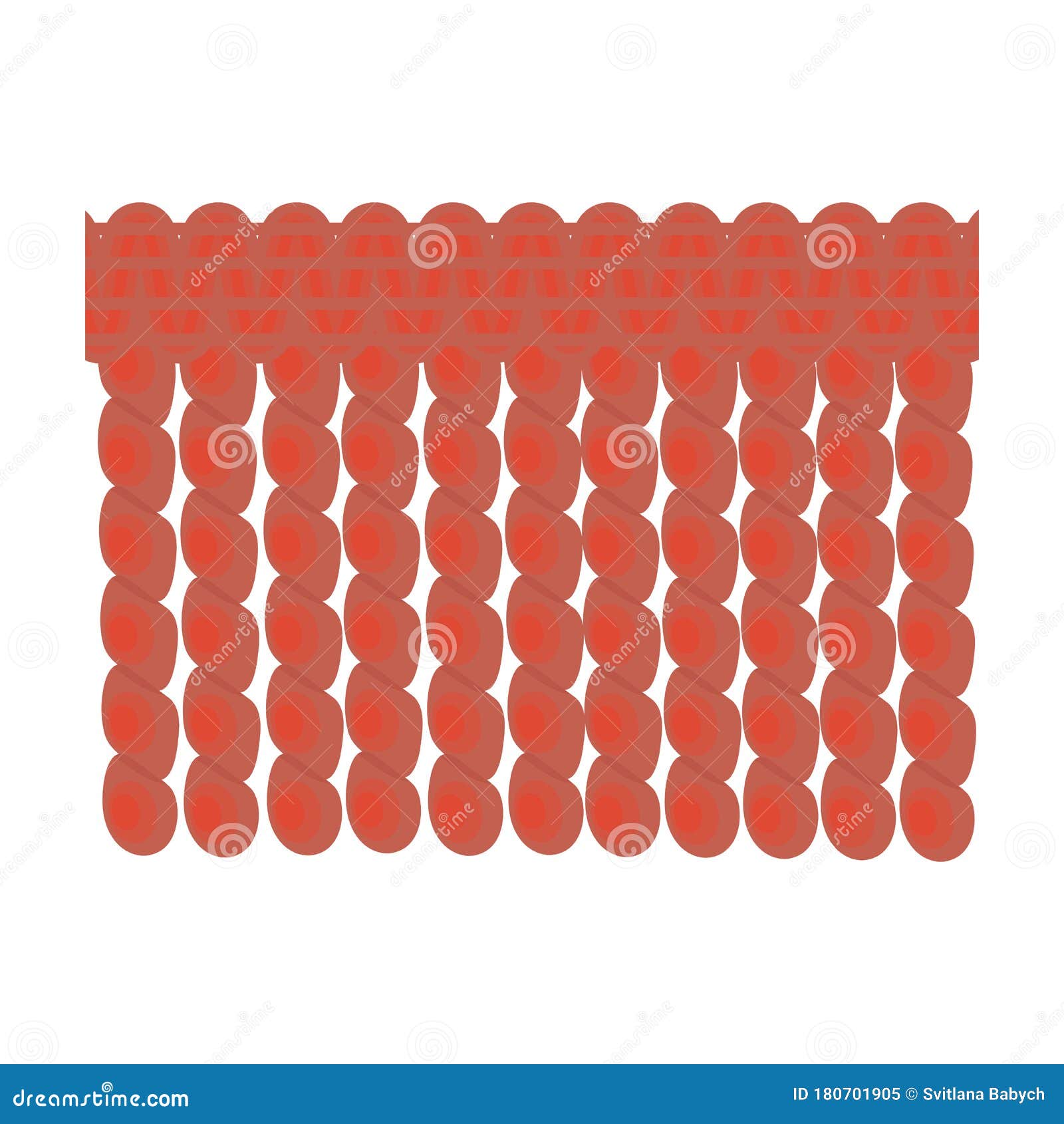 Fringe Vector Cartoon Set Icon. Isolated Cartoon Set Icon Brush Of ...