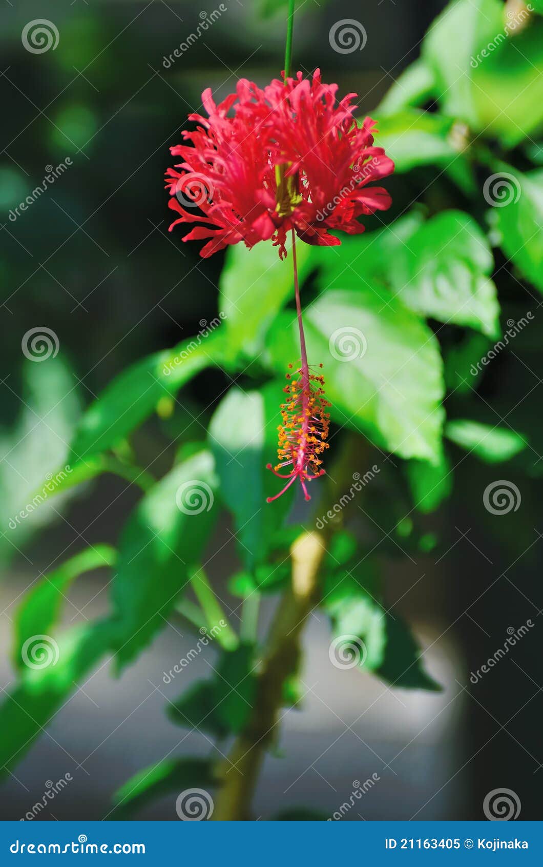 Fringed Hibiscus (Hibiscus Schizopetalus) Stock Image - Image of green ...