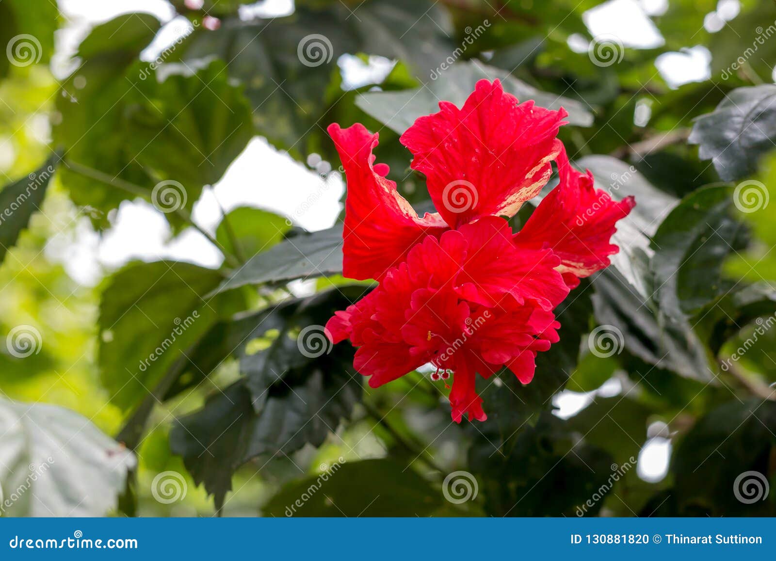 Fringed Hibiscus Red Flower Stock Photo - Image of bloom, schizopetalus ...