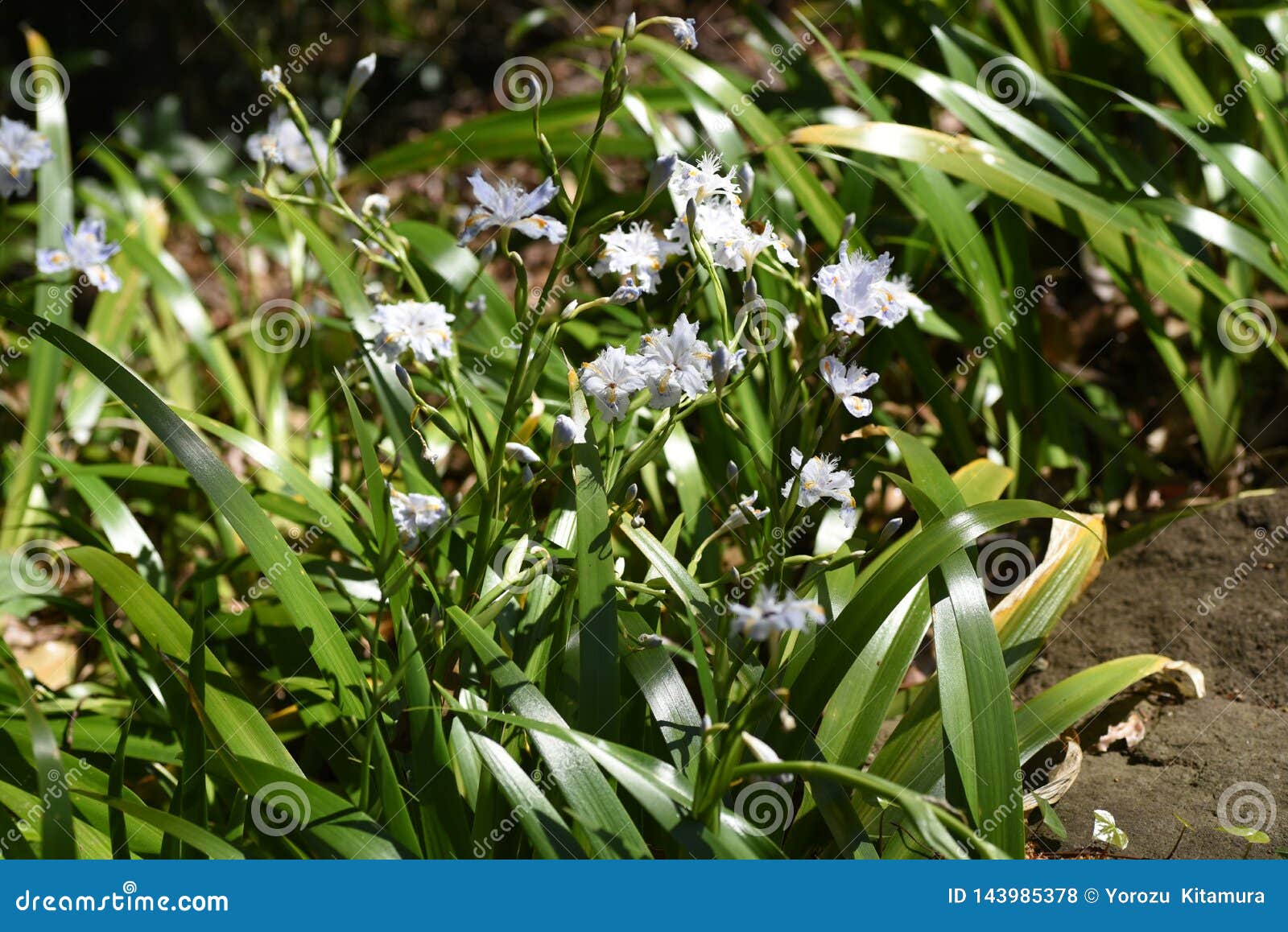 Fringed iris Iris japonica stock photo. Image of asia - 143985378