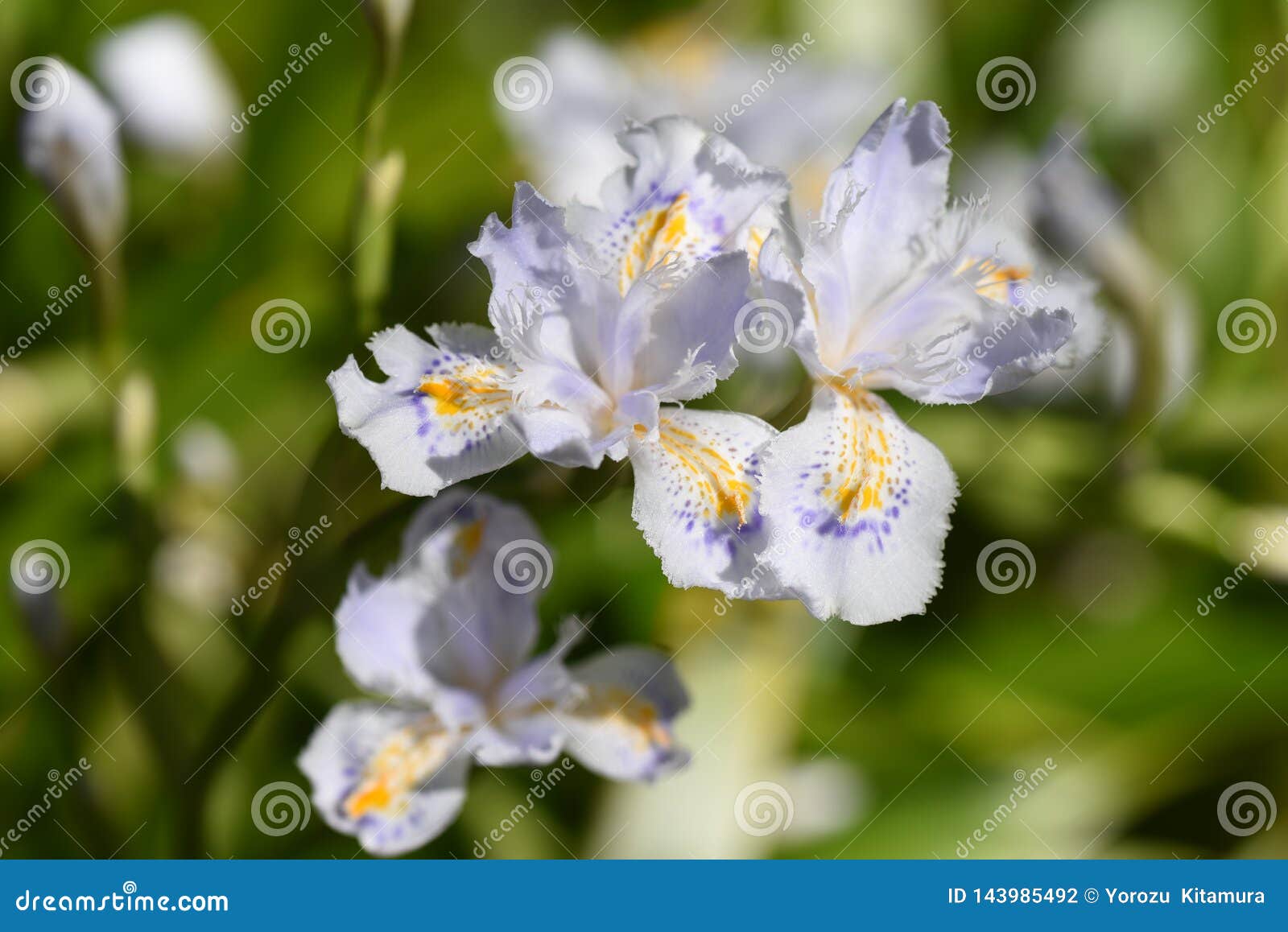 Fringed iris Iris japonica stock photo. Image of japan - 143985492
