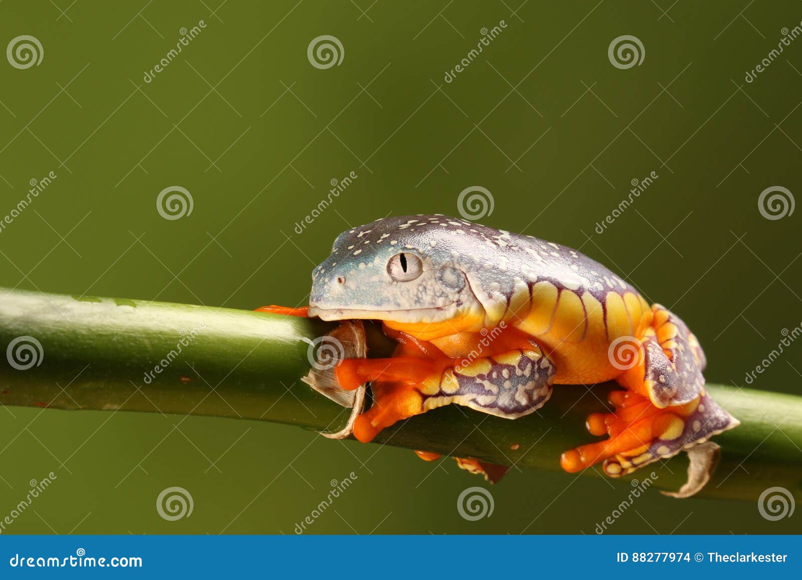 Fringed leaf tree Frog stock photo. Image of animal, color - 88277974
