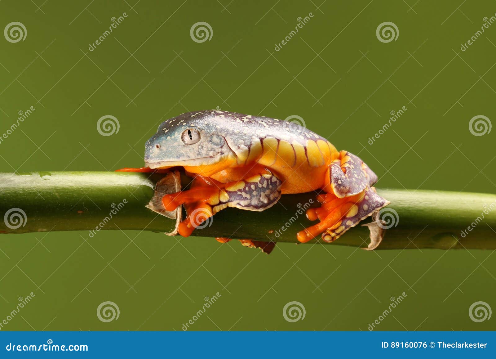 Fringed leaf tree Frog stock photo. Image of frogs, life - 89160076