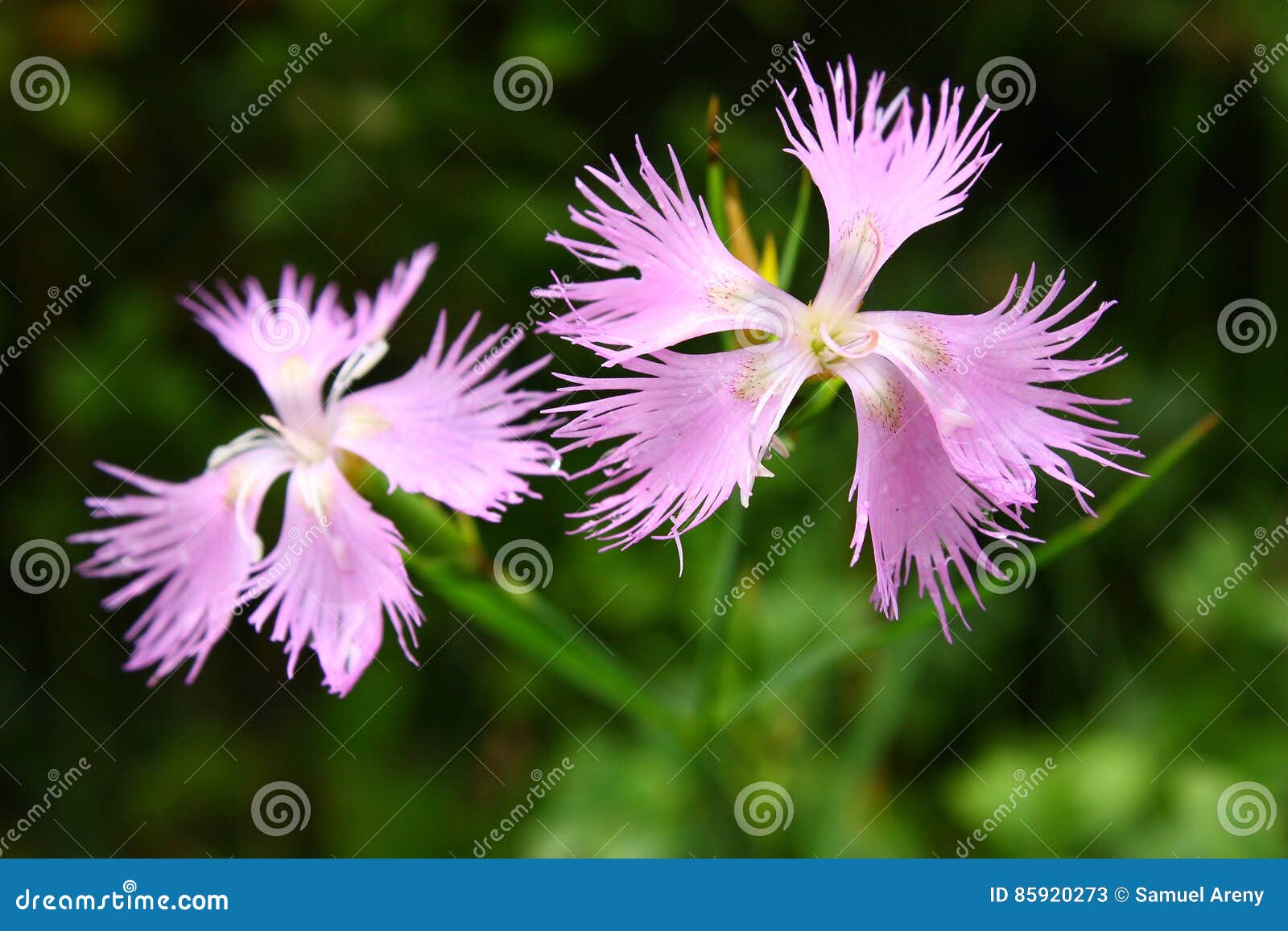 Fringed Pink, Dianthus Monspessulanus Stock Image - Image of dianthus ...